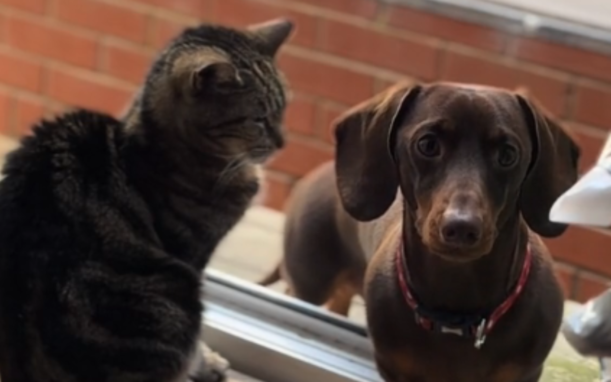 Watch Senior Cat Pull Ultimate 'Power Move' on Mischievous Dachshund ...