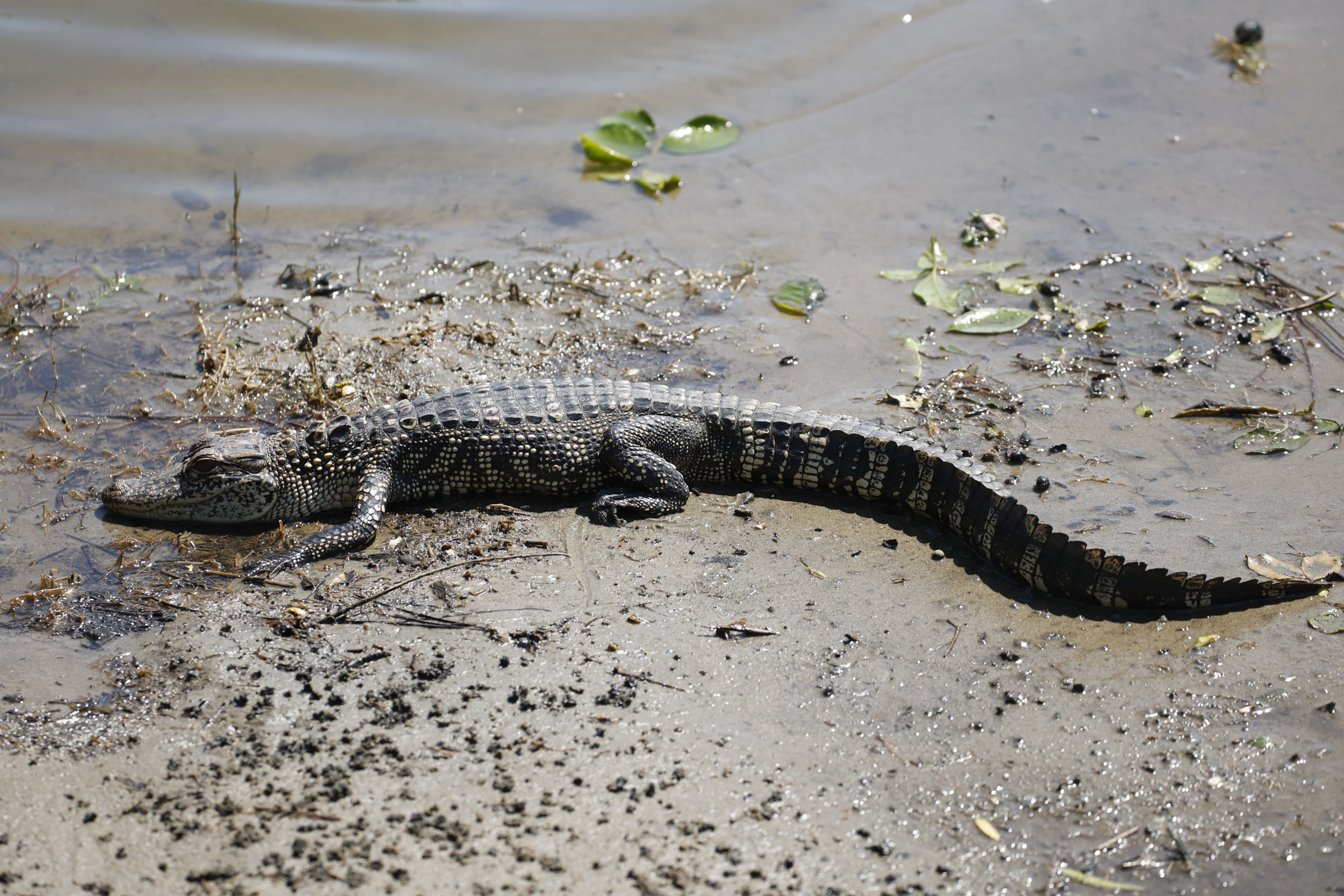 Rise in Alligators Near Homes Sparks Warning for Texas Pet Owners ...