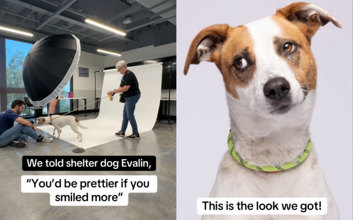 Shelter Dog Reacts to Being Told: 'You'd Be Prettier If You Smiled More ...
