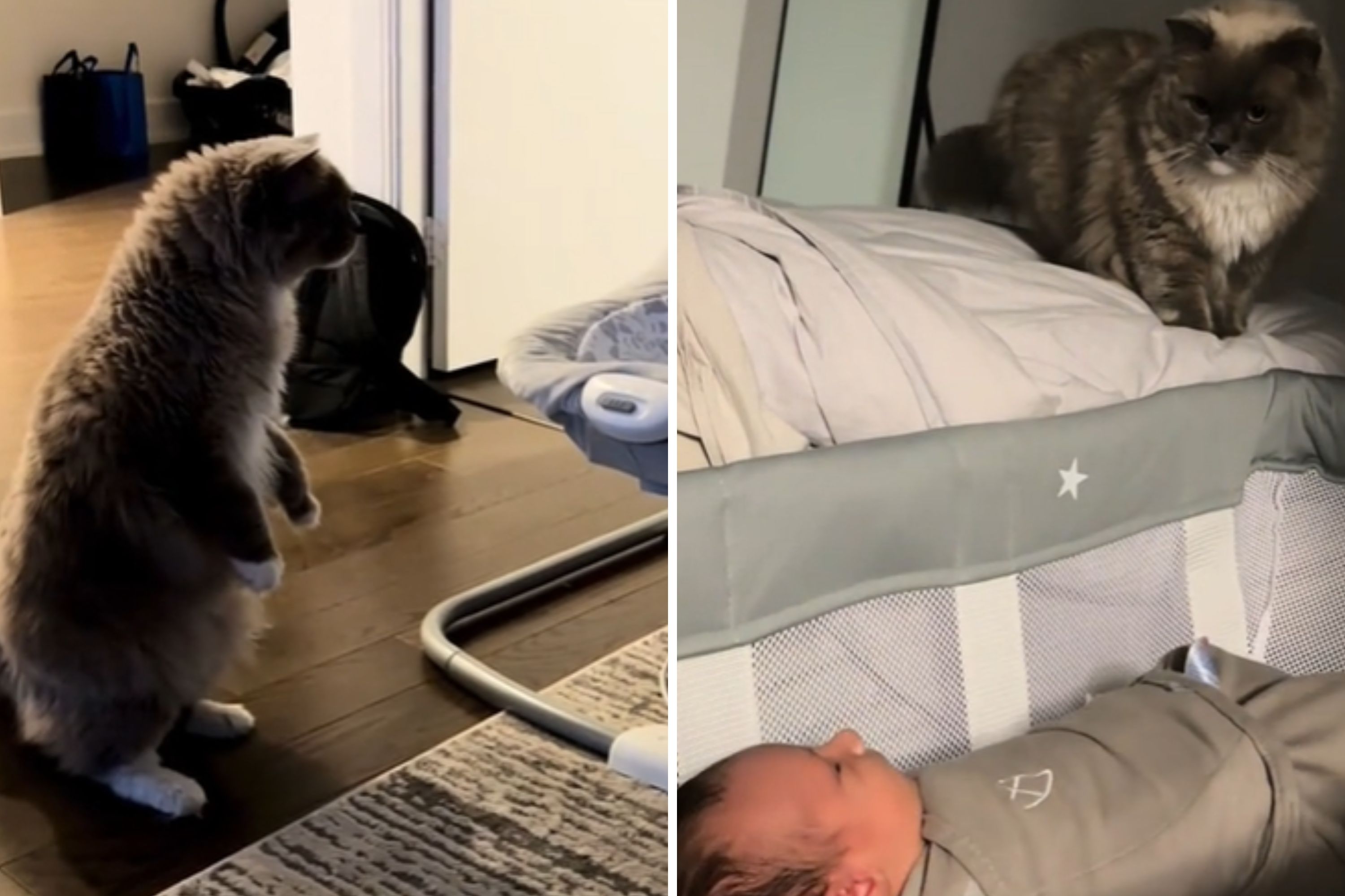 Watch Cat's Shock and Horror As Owners Bring Home Firstborn: 'An Alien ...