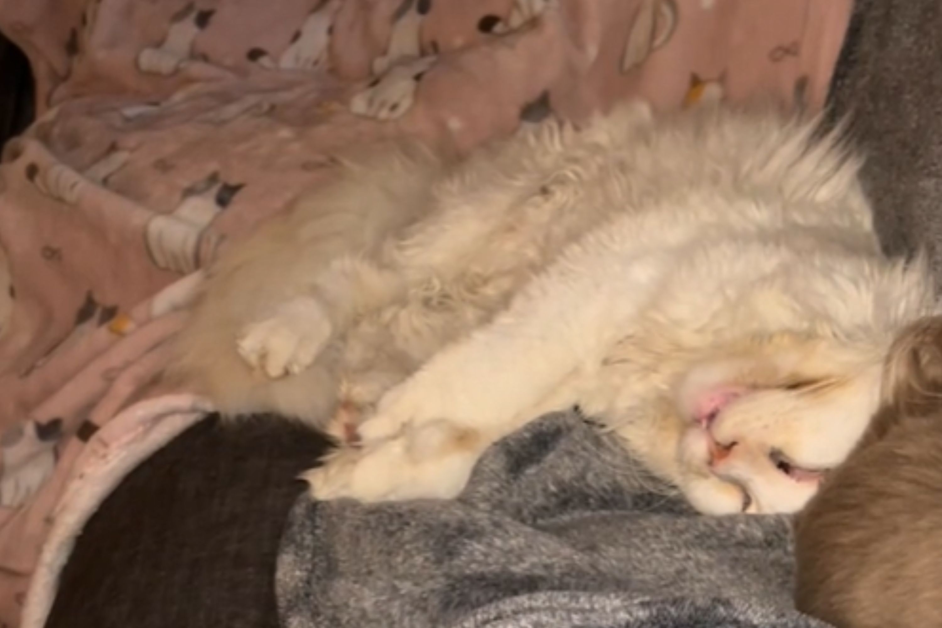 Hysterics Over Snoring Cat Sleeping 'Like He Pay Bills' - Newsweek