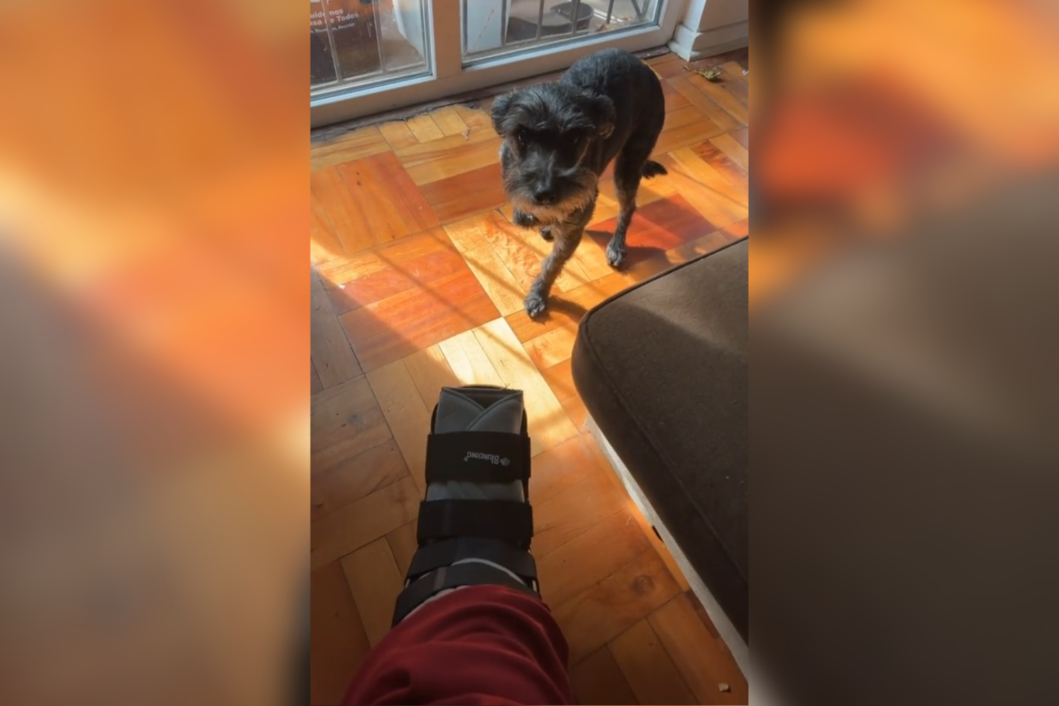 Dog Has Hilariously Empathetic Response to Owner Breaking His Foot ...