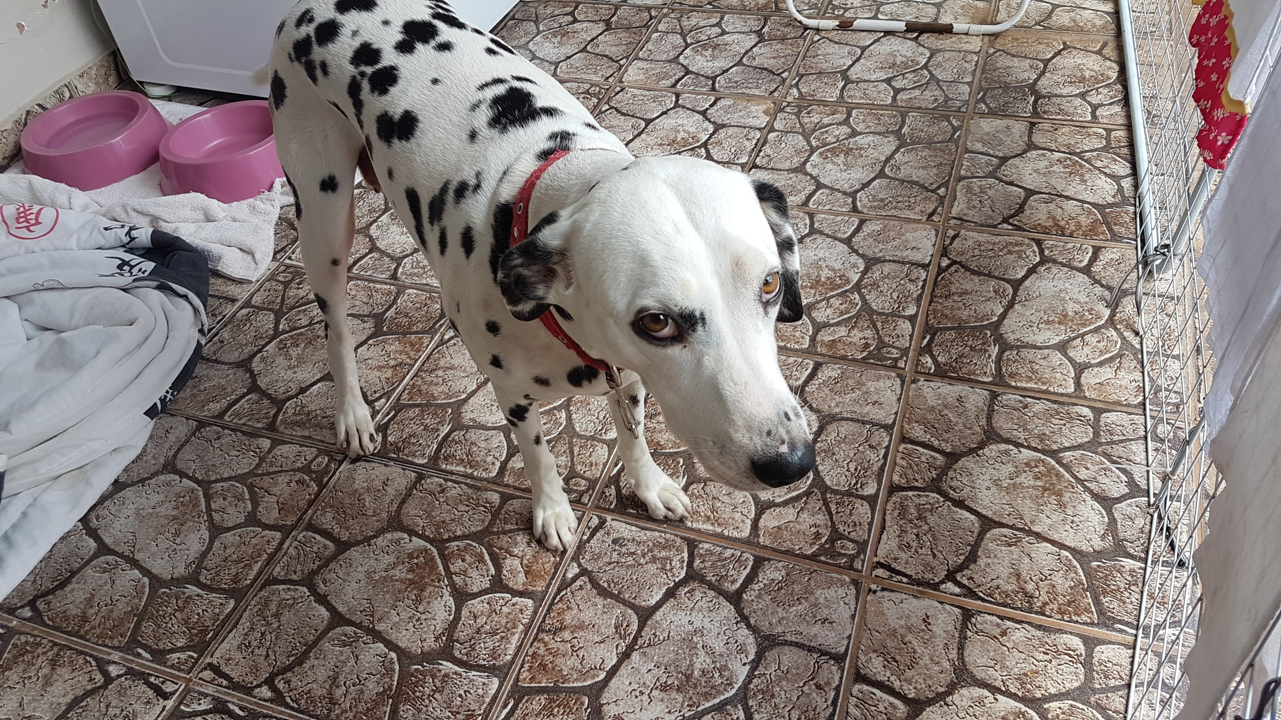 Dog 'Feels Bad' at Seeing Owner Injured – Has Hilarious Response - Newsweek