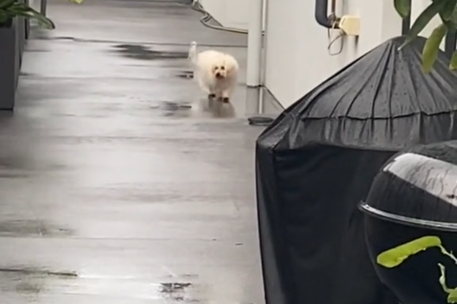 Woman Shows Heartbreaking Reality of Dog Dementia: 'Walk in Little ... Woman Shows Heartbreaking Reality of Dog Dementia: 'Walk in Little ...