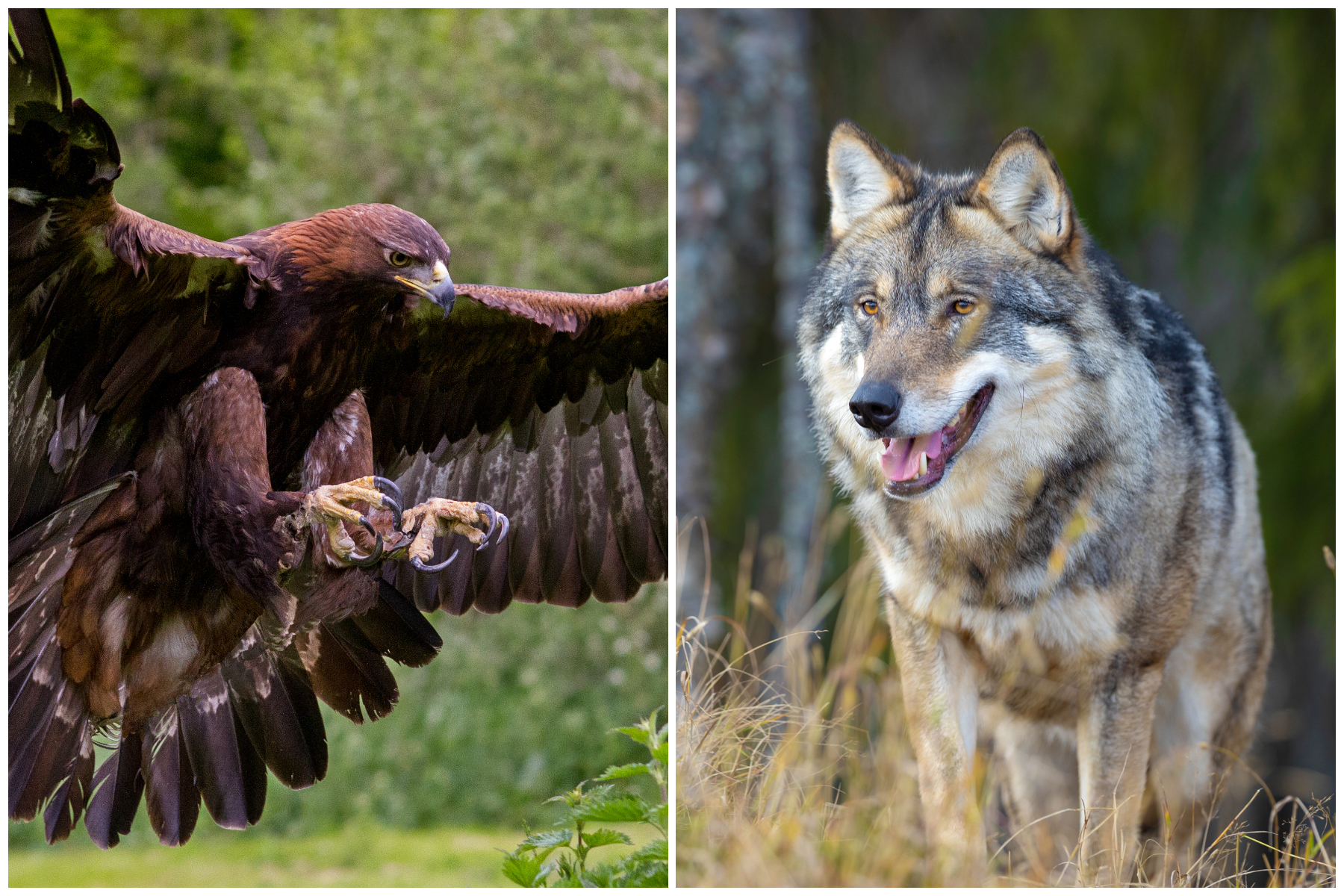 Golden Eagle Attacks Wolf