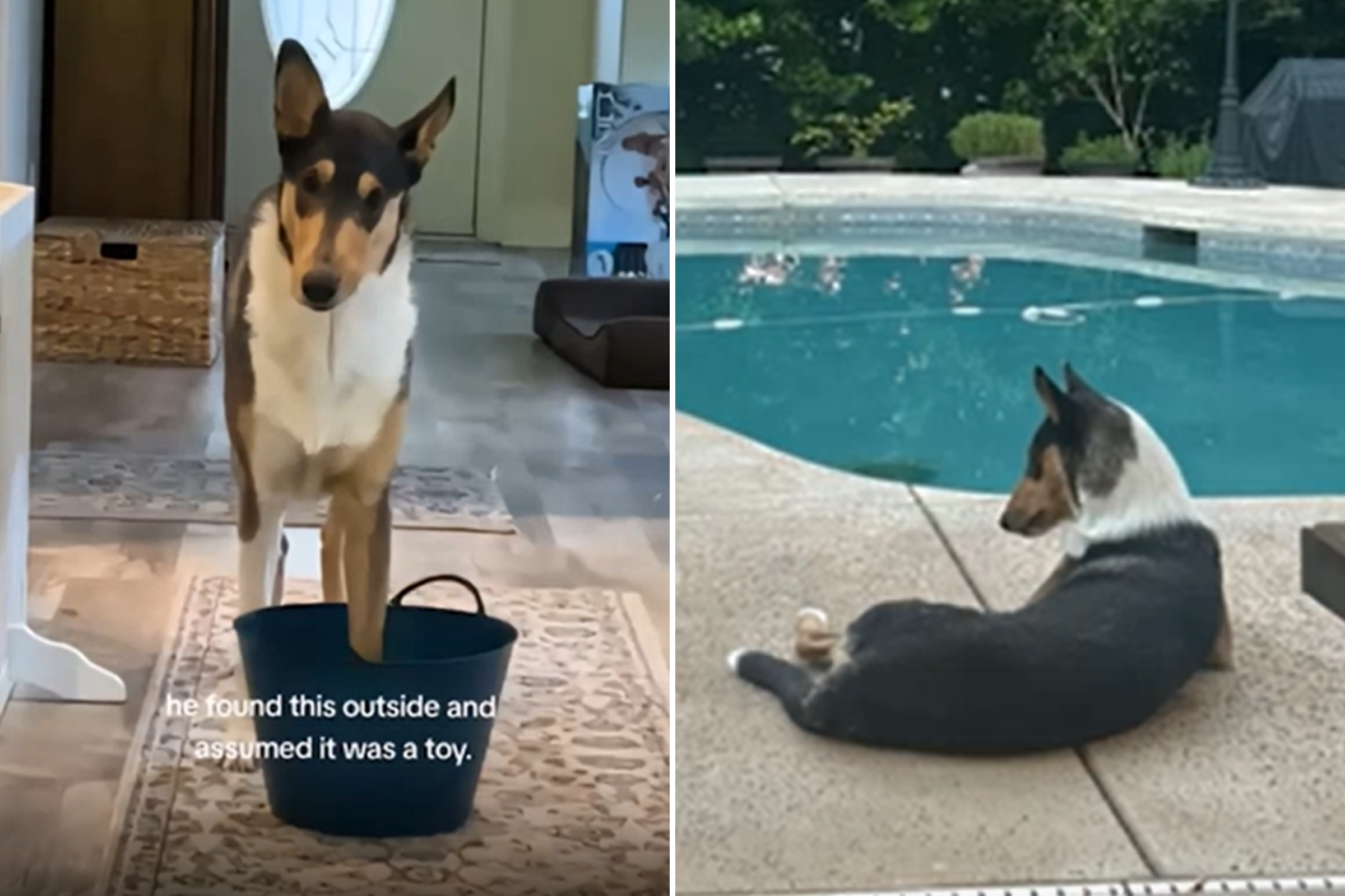 Sweet Updates Parents Send While Dog Sitting Melt Hearts: 'Very Loved ...