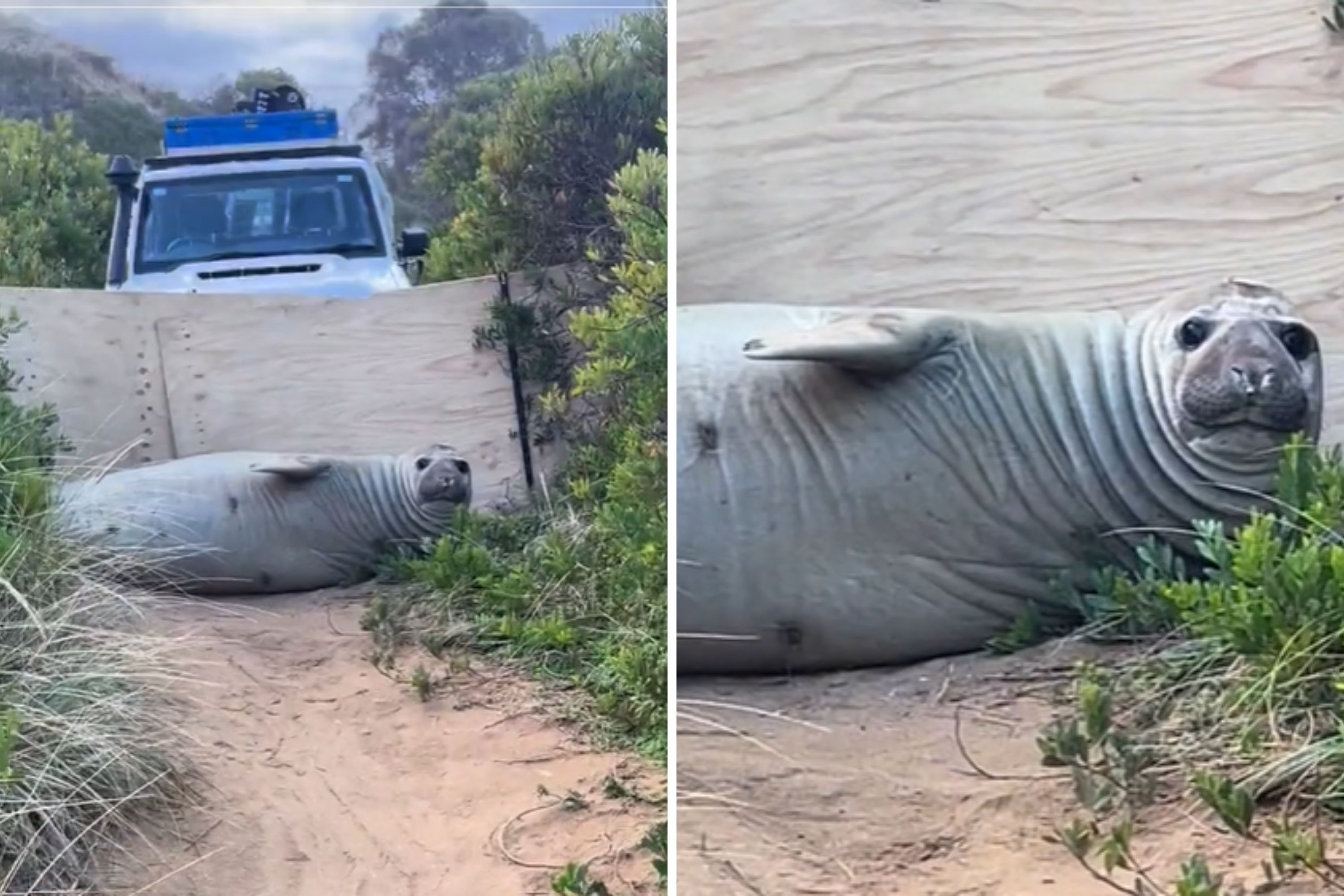 Huge Wild Animal Takes Over Town—Becomes Viral Sensation in the Process ...