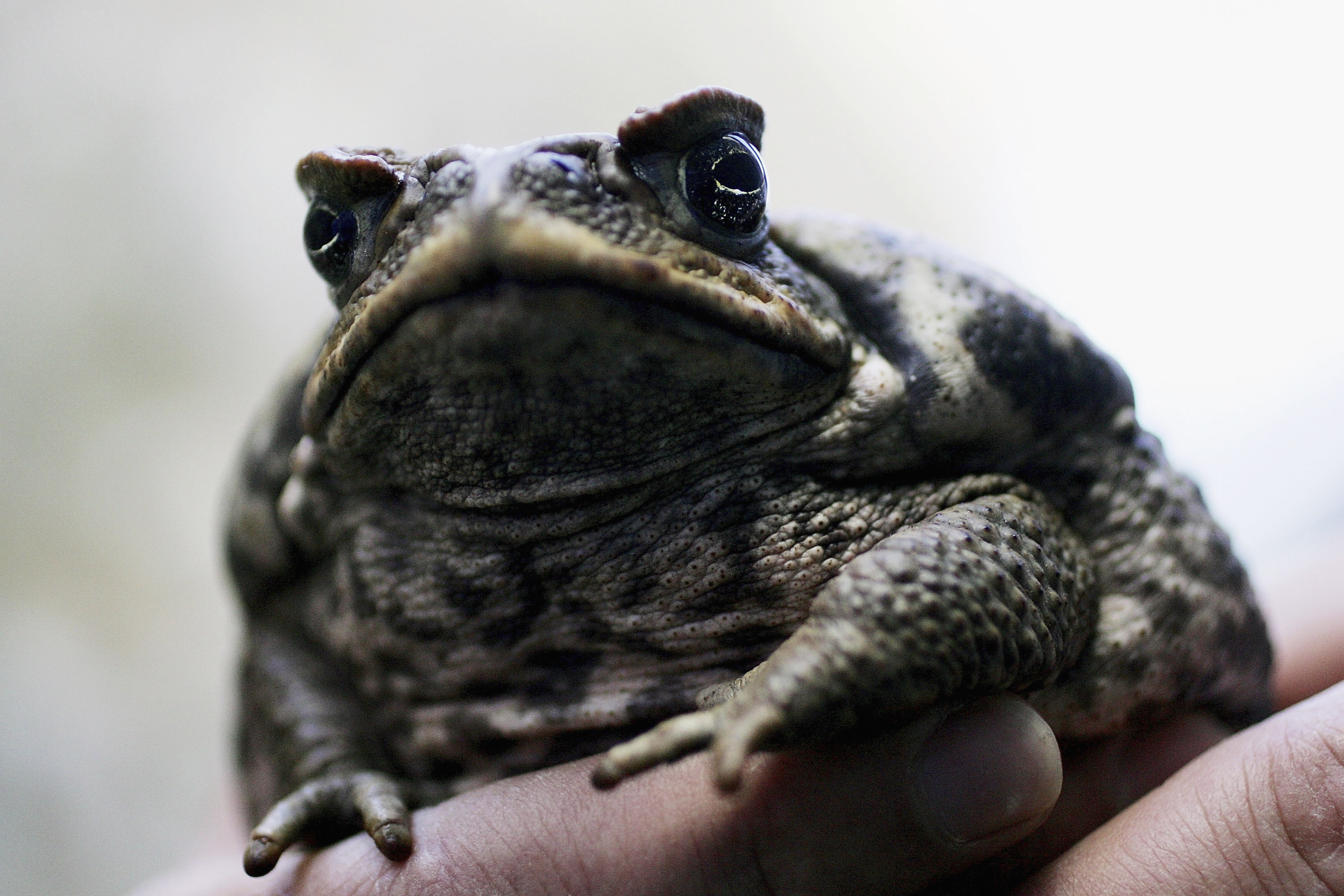 Florida Pet Owners Warned of Invasive Toad: 'Highly Toxic' - Newsweek