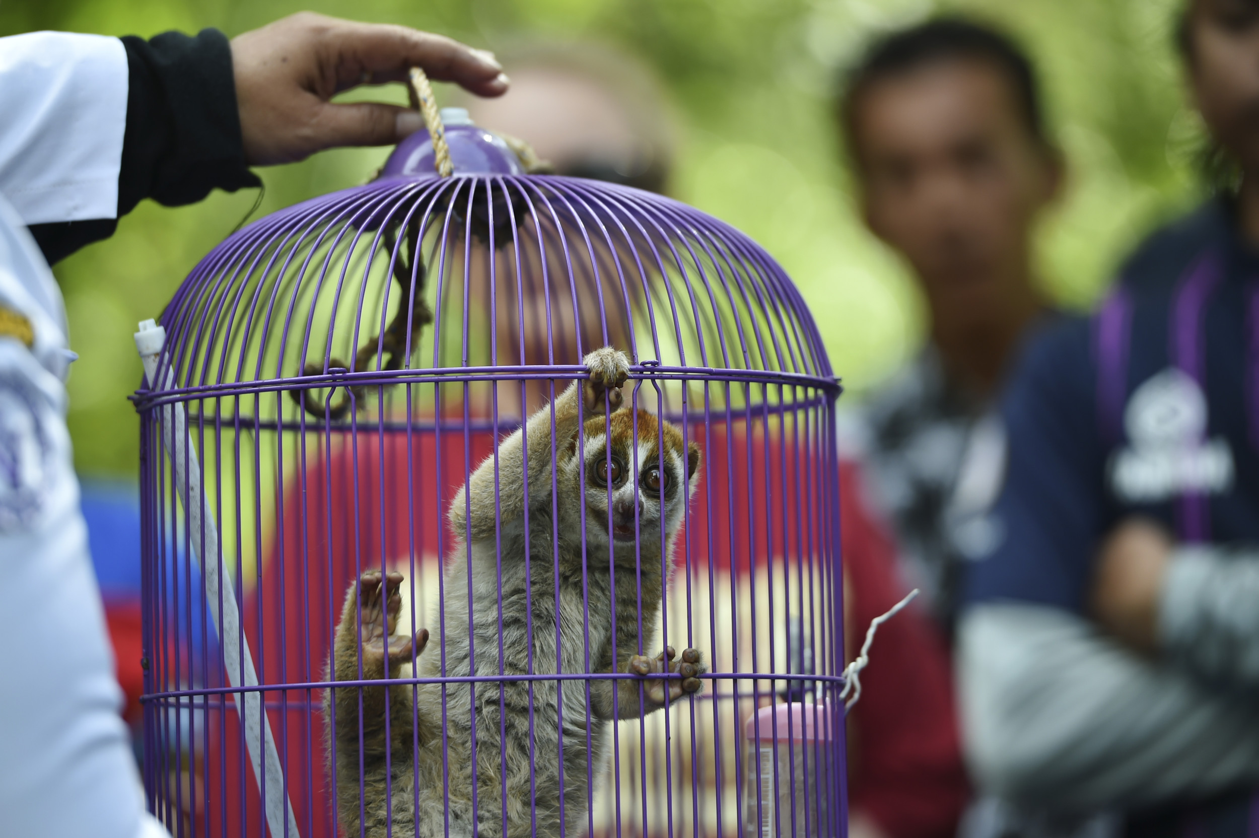 Customs Authorities Bust Woman Who Taped 87 Trafficked Animals to Body ... Customs Authorities Bust Woman Who Taped 87 Trafficked Animals to Body ...