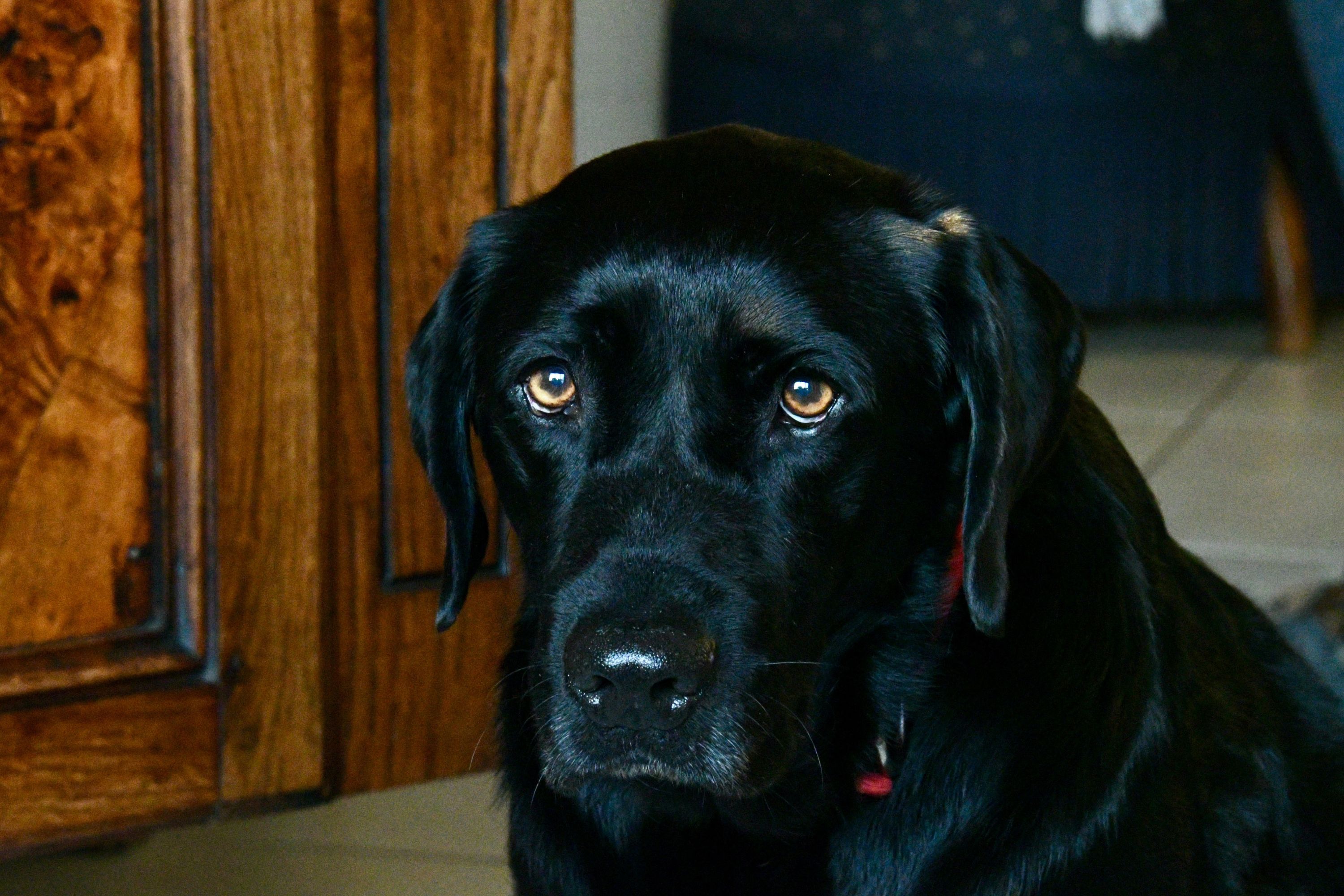 Dog Owner Documents Stages of Guilt After Lab Chews Slipper: 'Panic ...