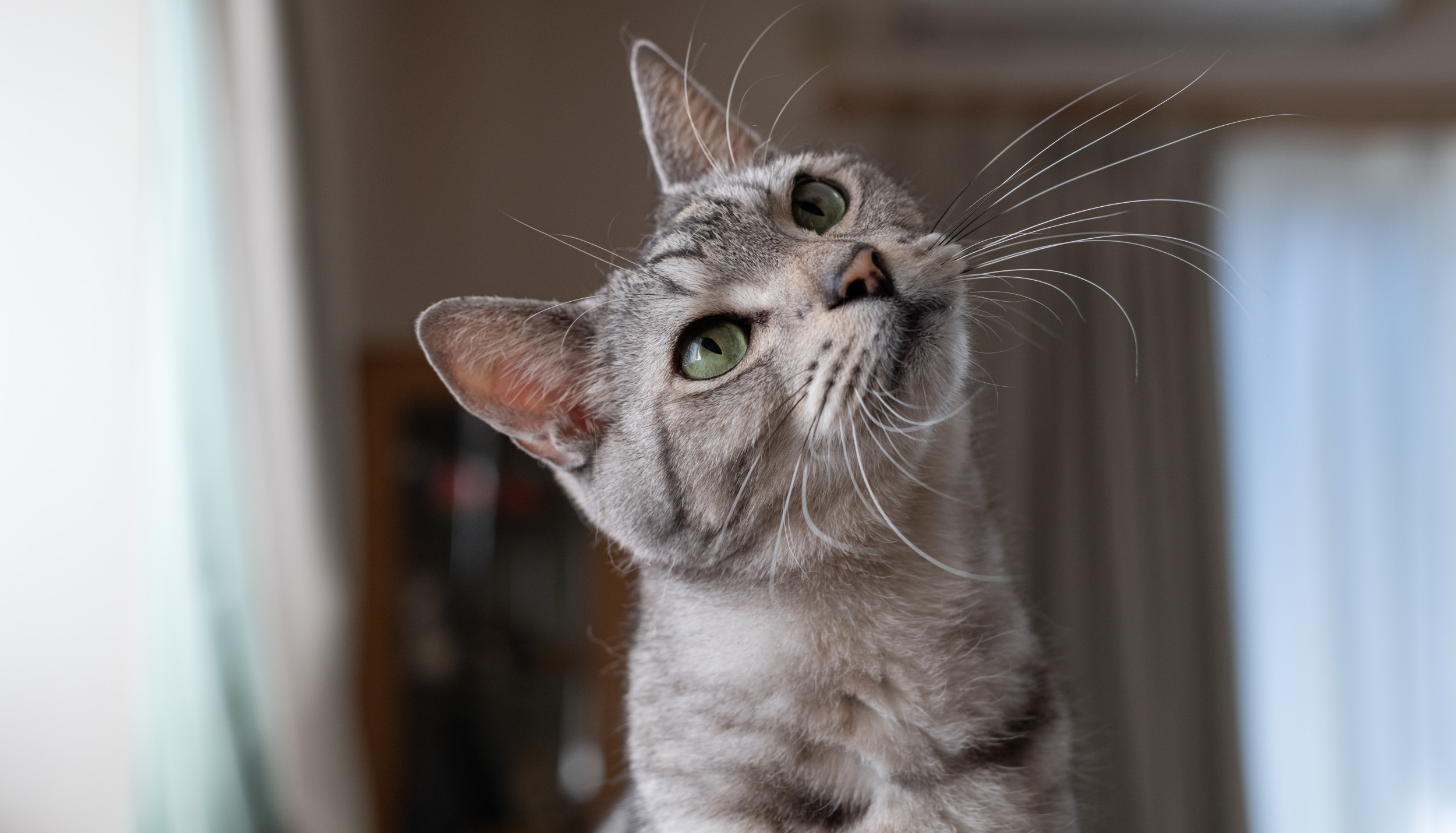 Cat's Pole Dancing Technique Leaves Internet in Hysterics: 'Look at Him ...