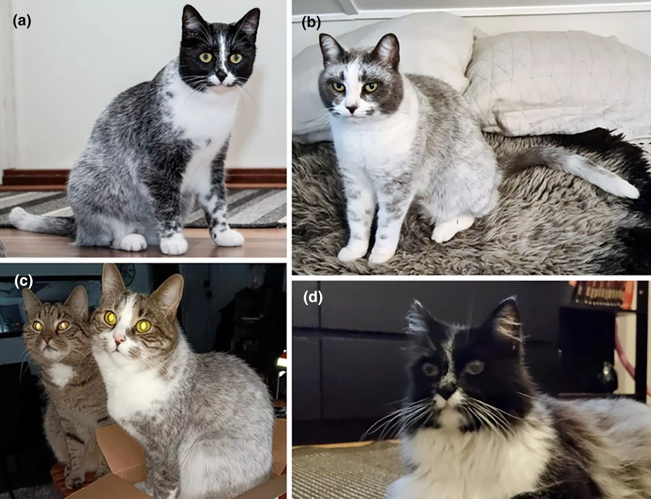 Cat Images To Color