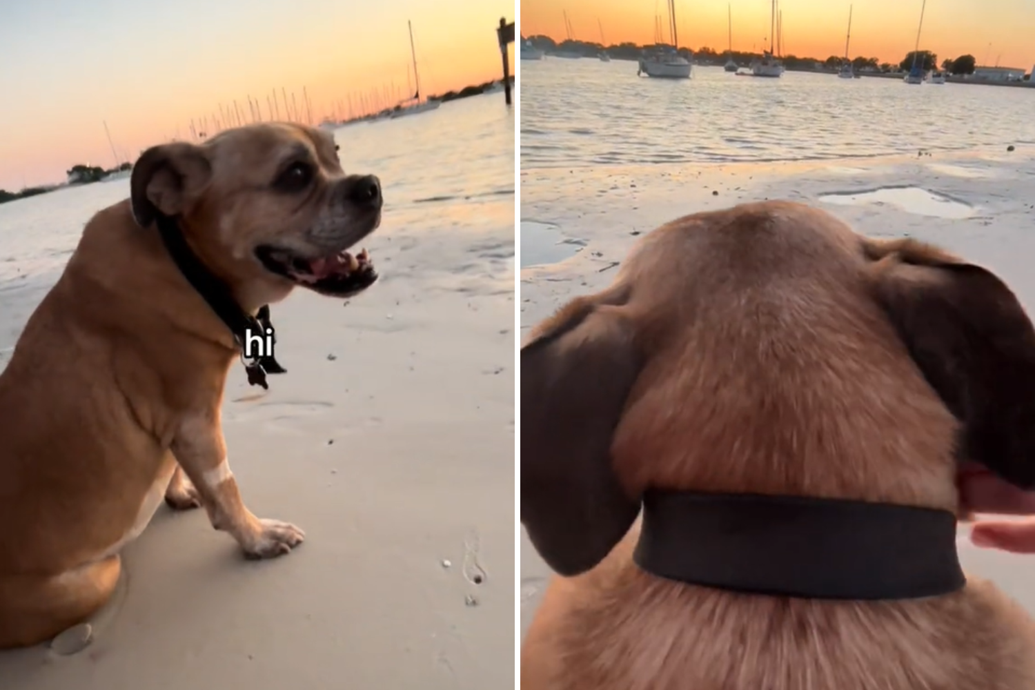 Dog Walks Over to Girls at the Beach, What Happens Next Has Them ...