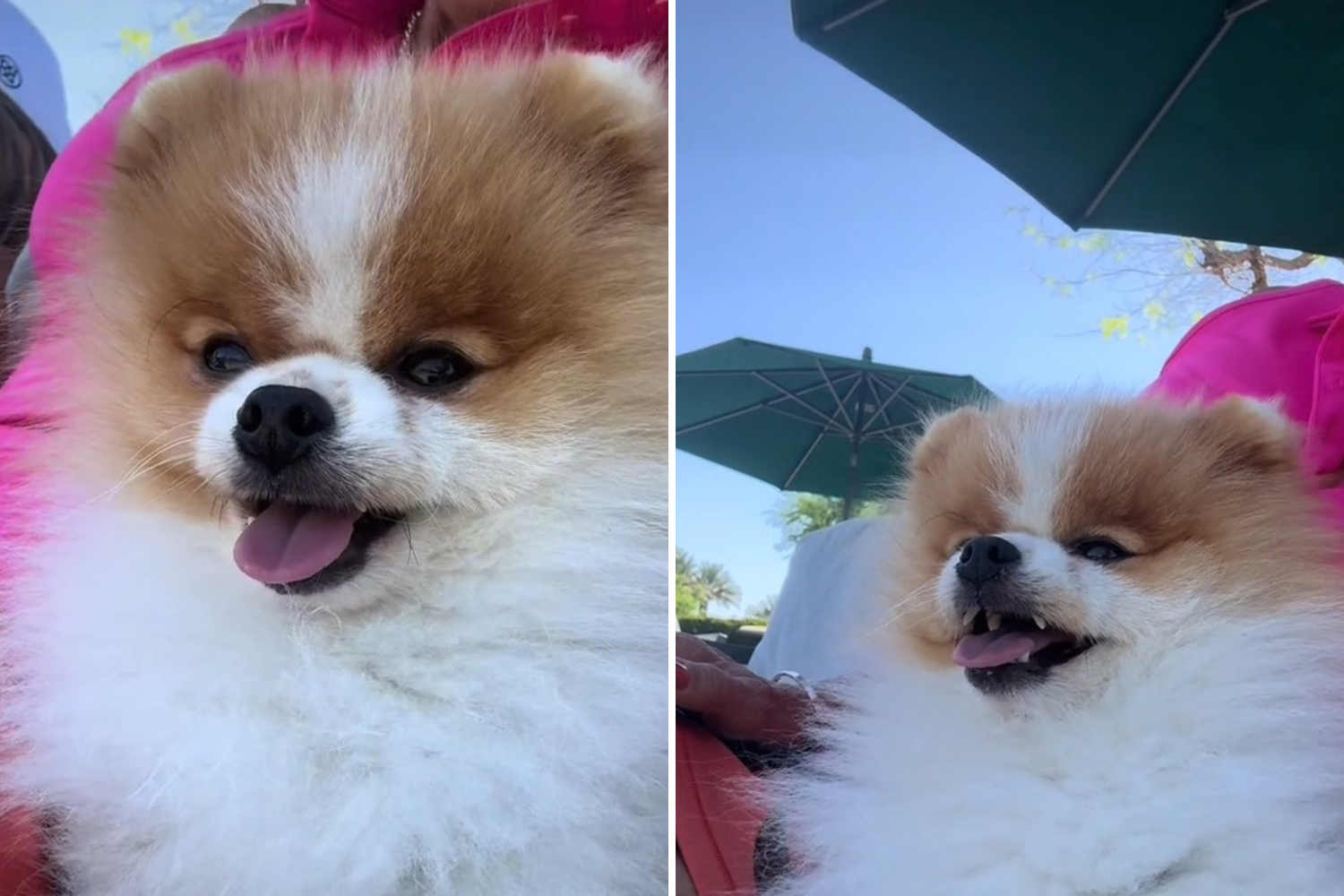 Pomeranian Who Is a 'Personal Flycatcher' Wins Pet of the Week - Newsweek