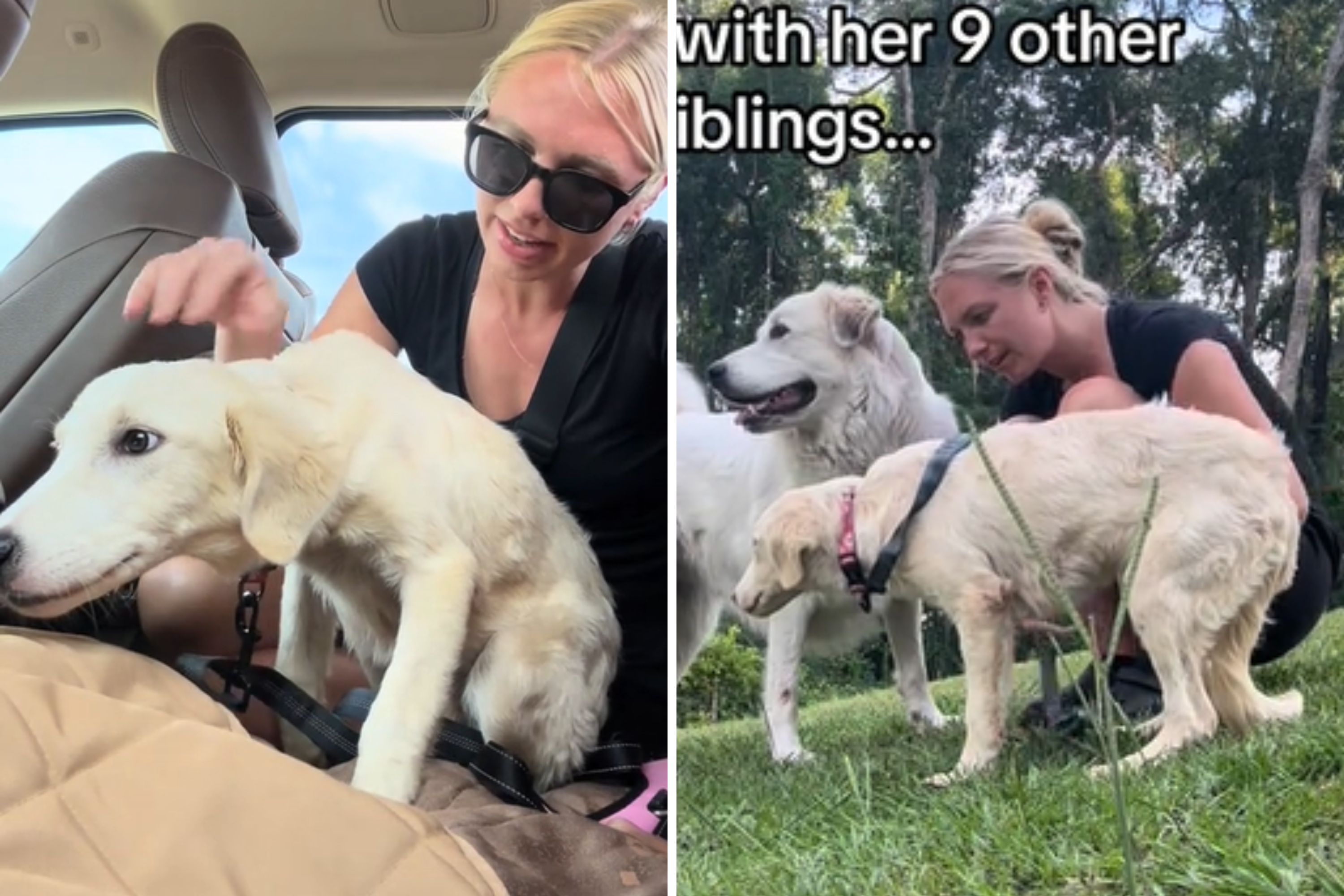 Hearts Break Over Shelter Puppy Too Scared To Walk, Move, or Be Touched ...