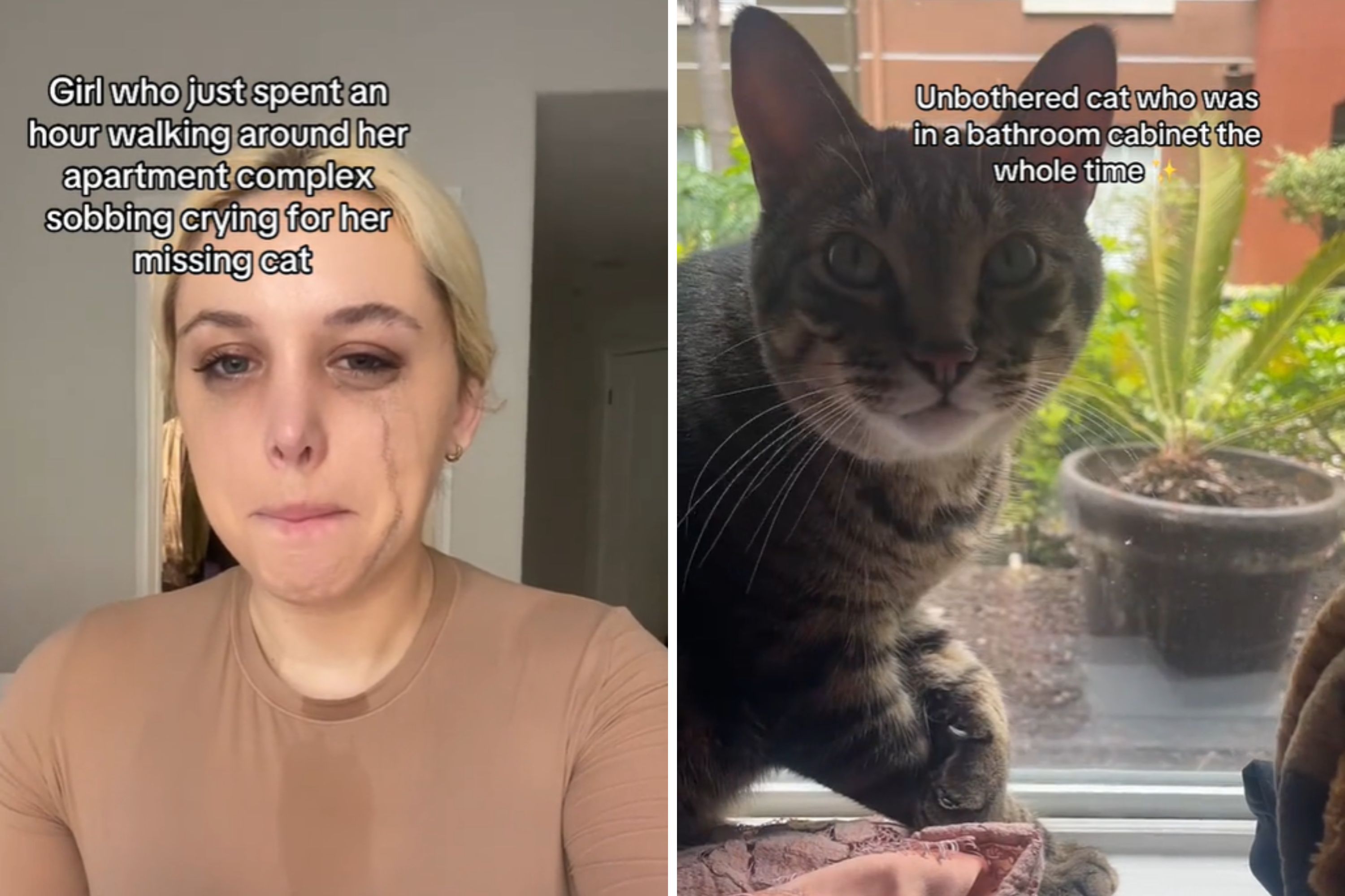 Woman 'Sobbing' Over Her Missing Cat Finds Him in the Unlikeliest of ...