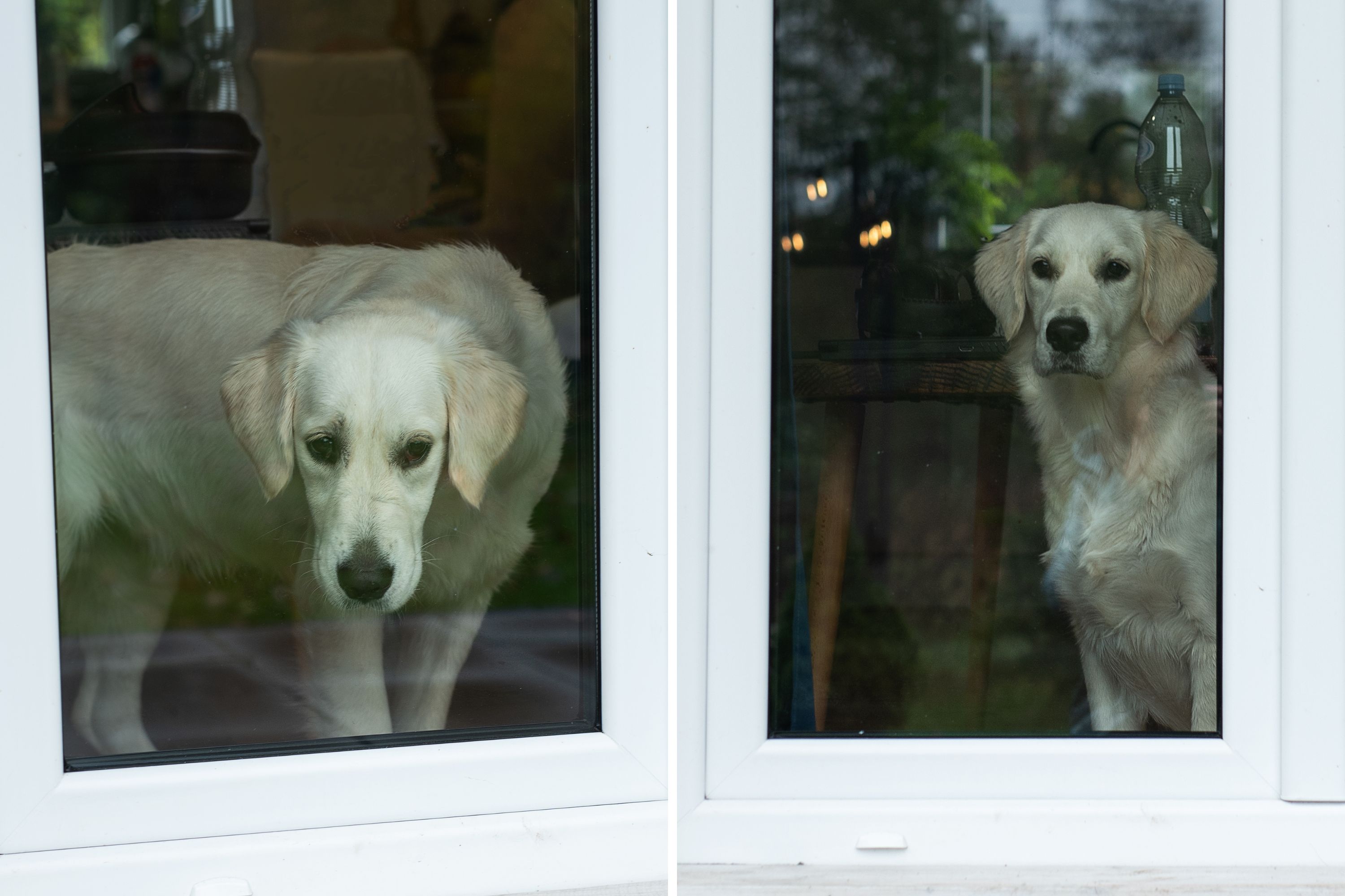 Hearts Melt as Dog Is Last to Leave Day Care—so She Sits Alone by the ...