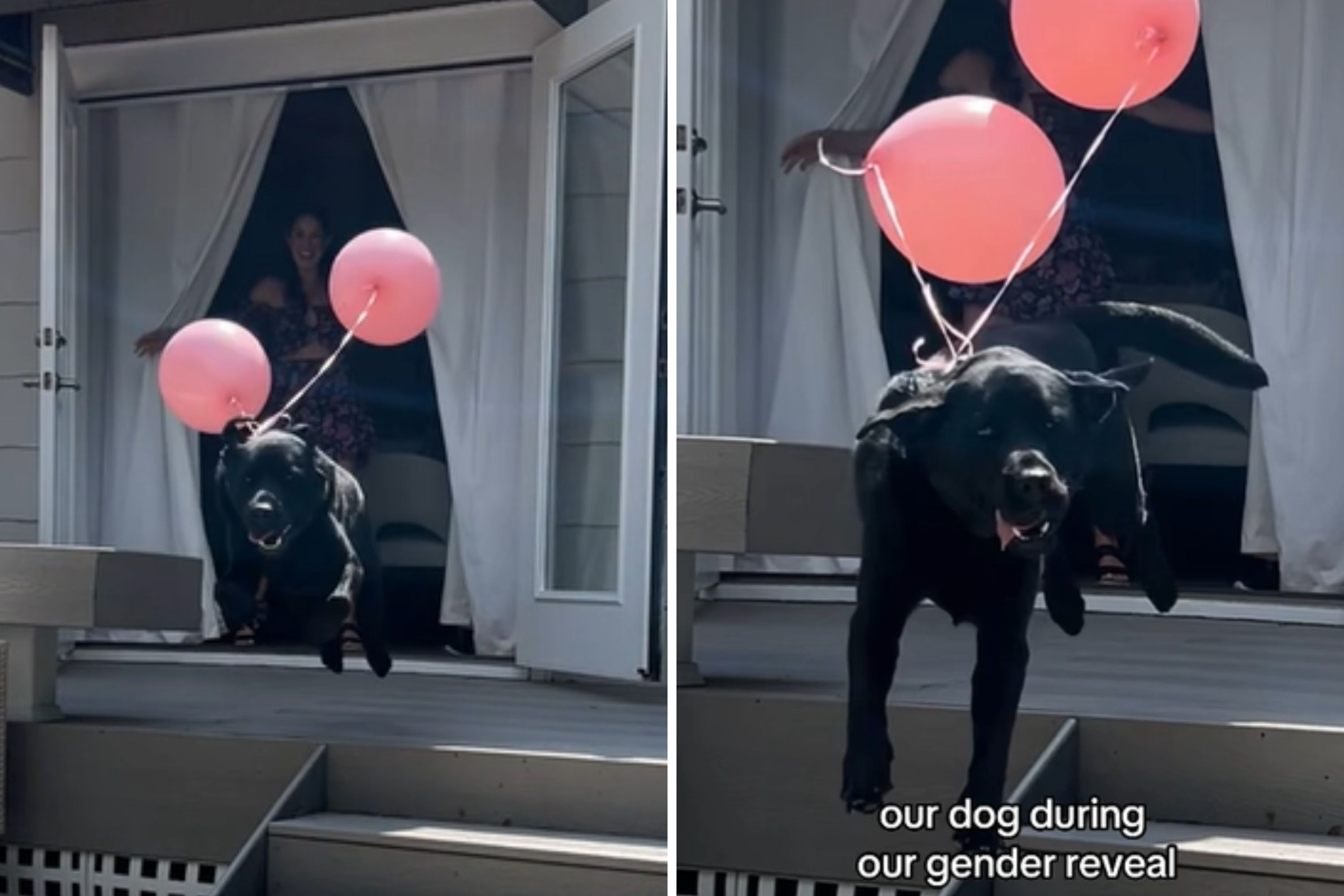 Laughter as Dog Participates in Gender Reveal Party—Believes It's for ...