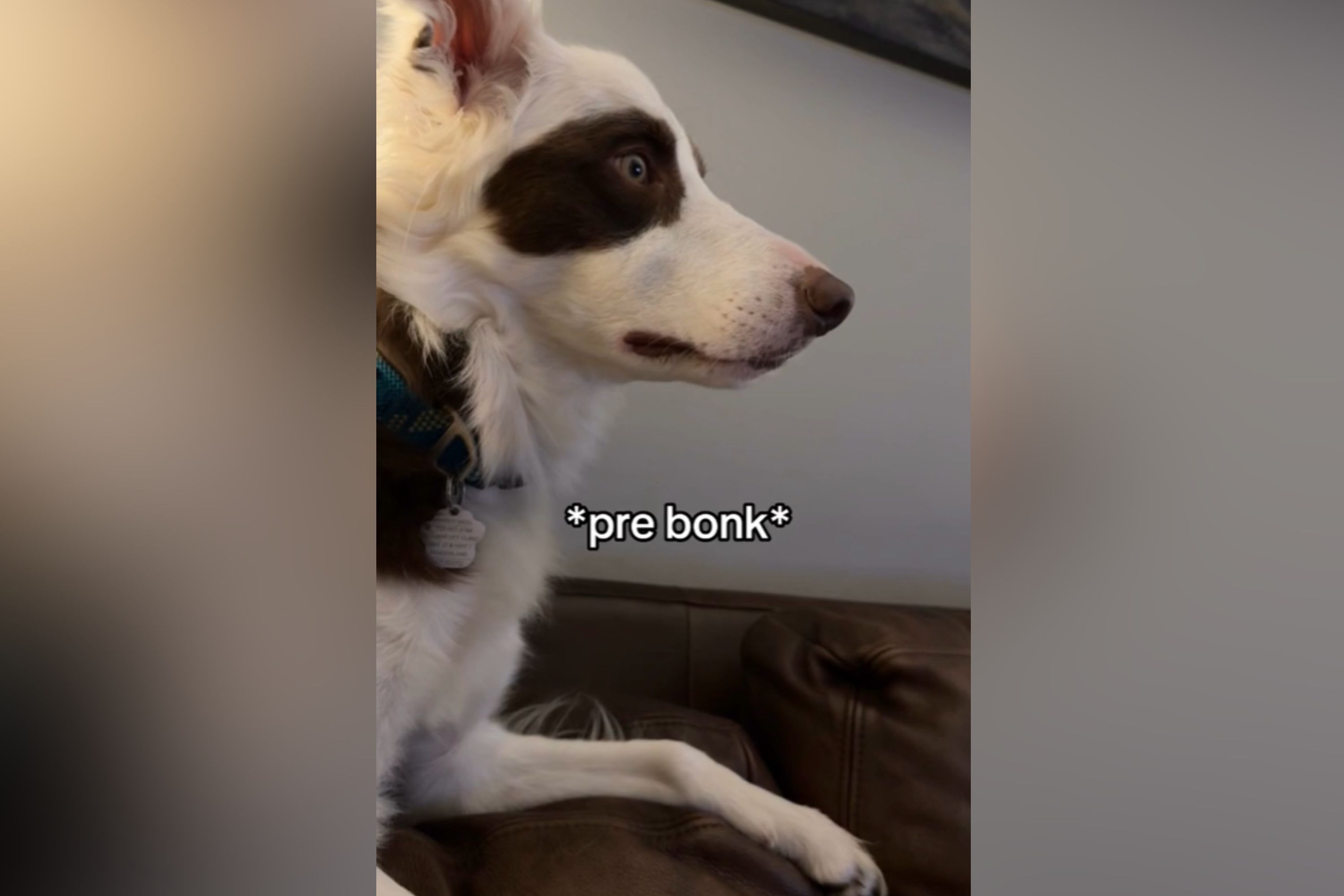 Dog Runs Head-First Into Pole, Looks Unrecognizable After: 'Beluga ...