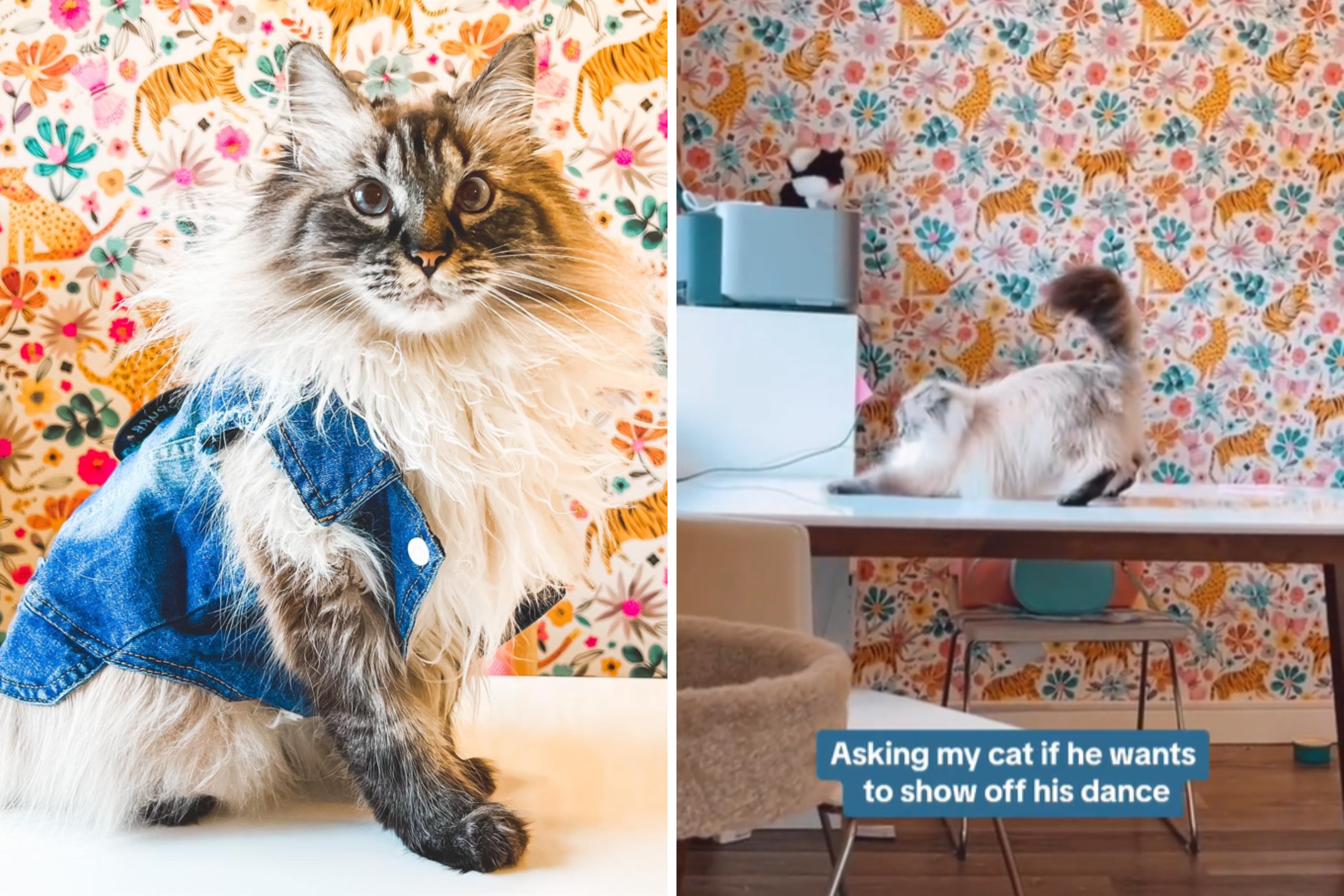 Cat Showing Off His Moonwalking Skills Has Internet in Stitches - Newsweek