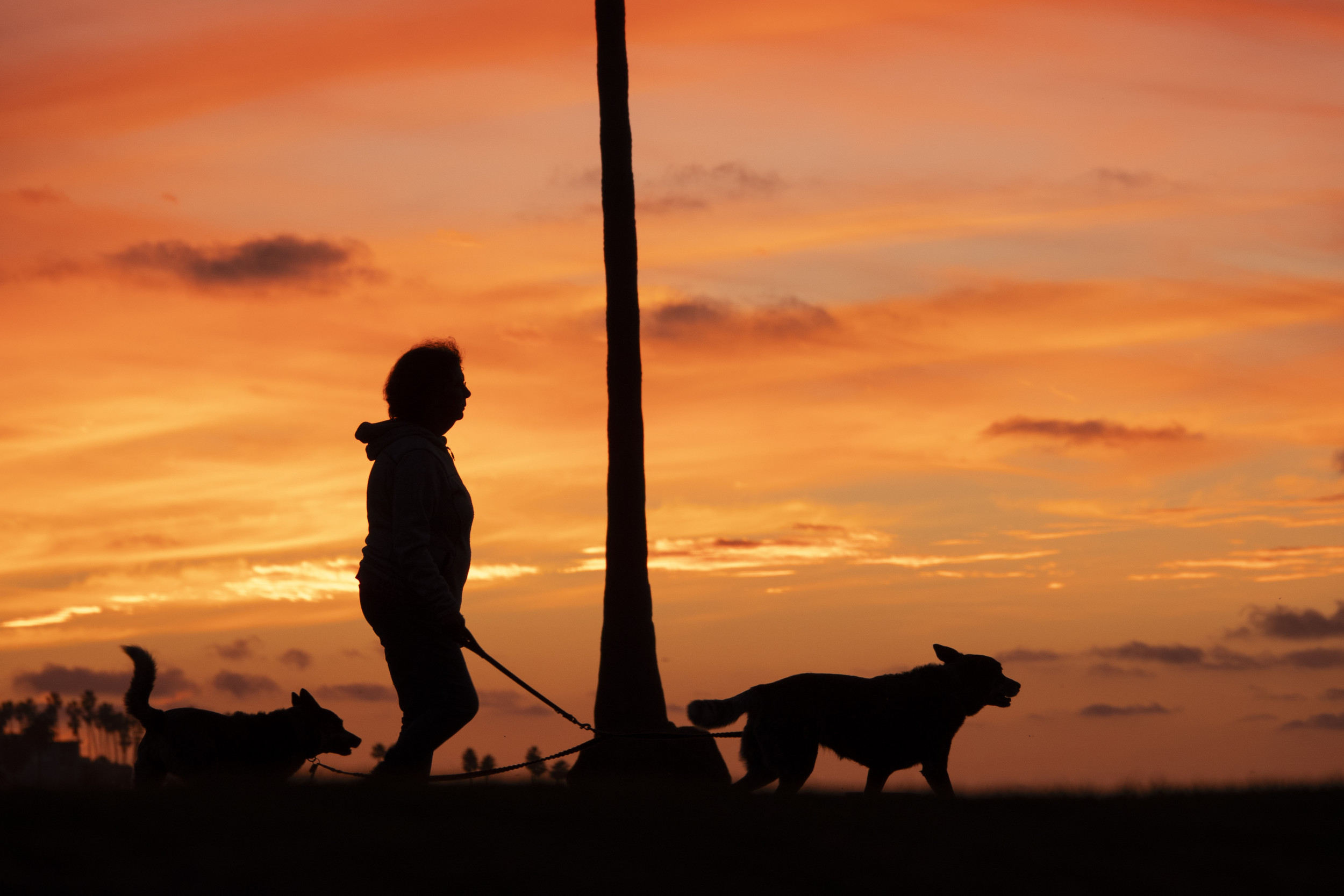 Gen Z Is Choosing Pets Over Children - Newsweek