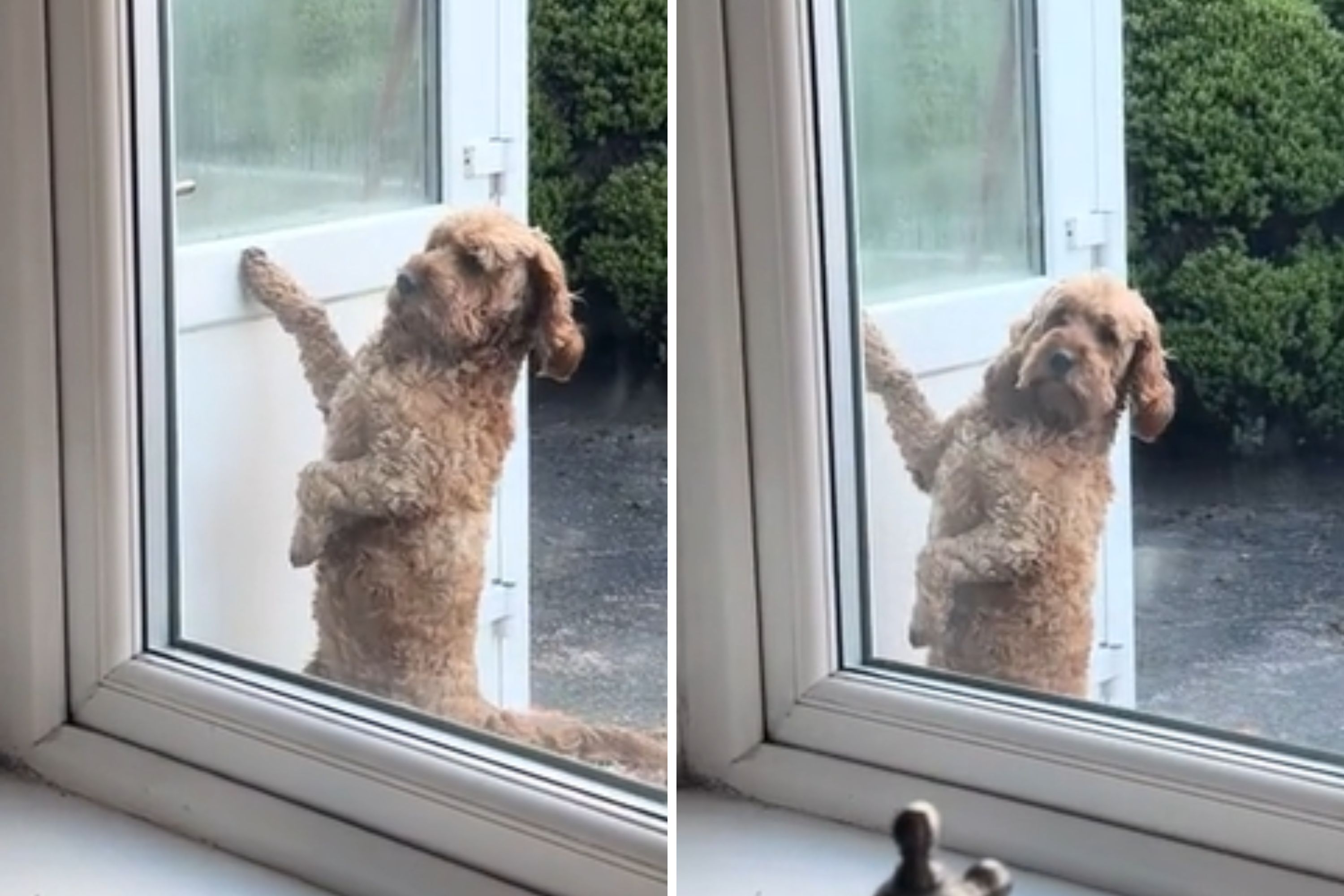 Watch Dog Knocking on the Door Like 'a Human Asking to Be Let In ...