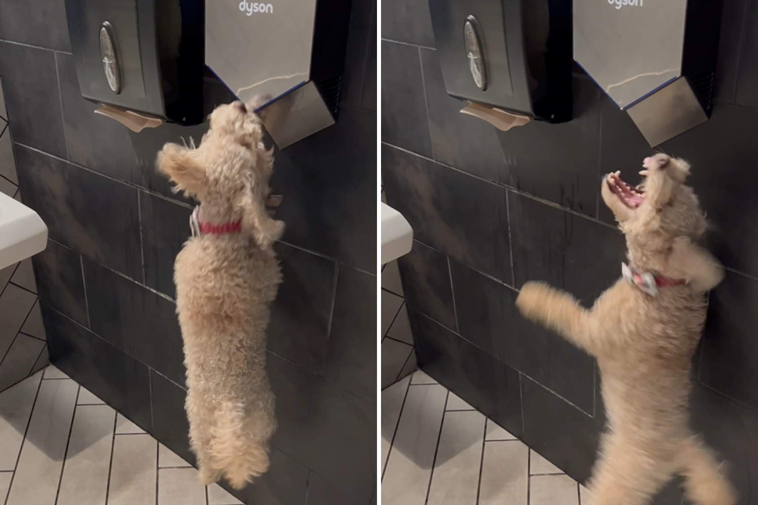 Dog Who Loves Hand Dryer Wins Pet of the Week - Newsweek