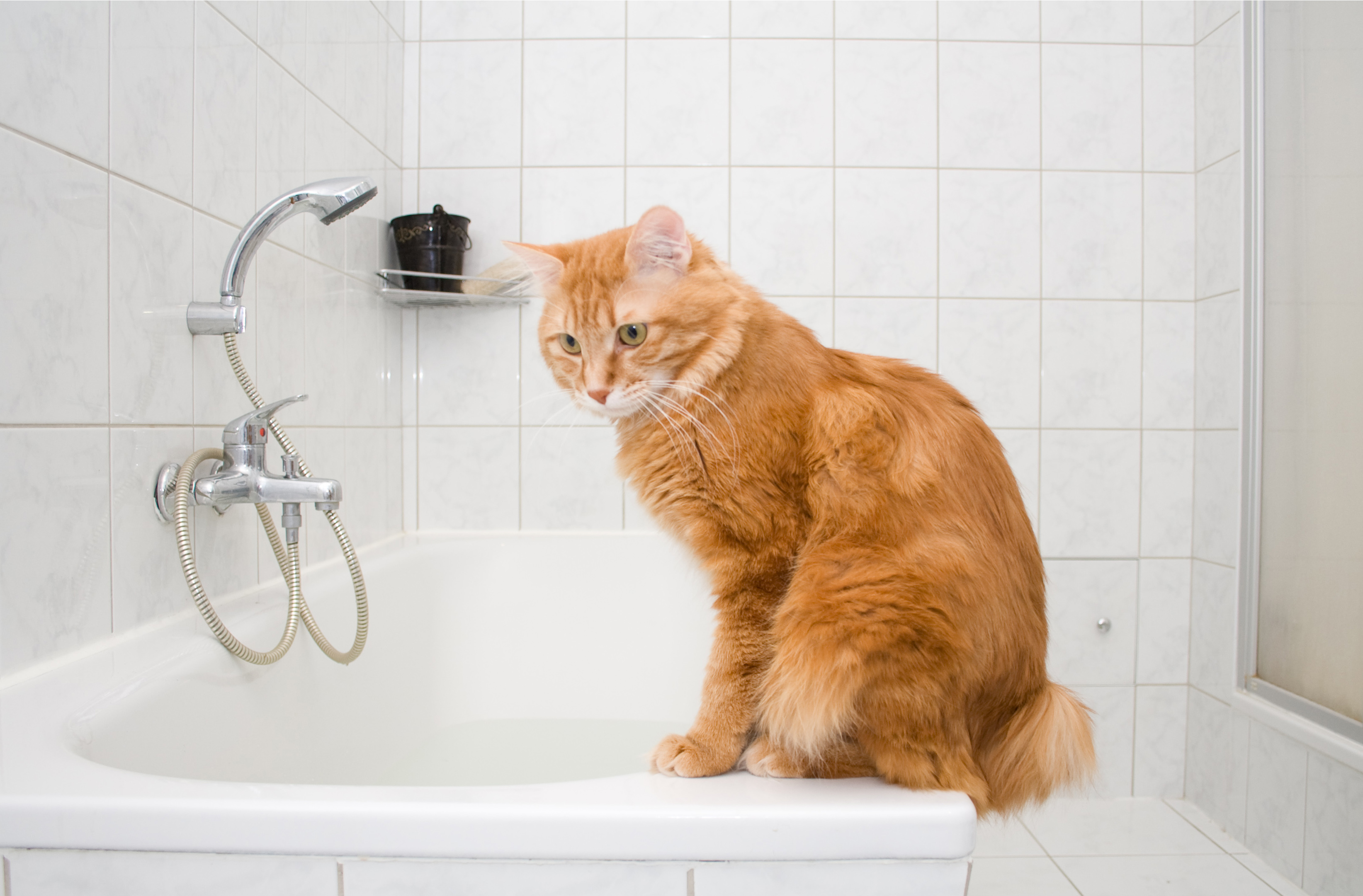 Orange Cat Owner Attempts to Take Relaxing Bath, Goes as You'd Expect ...