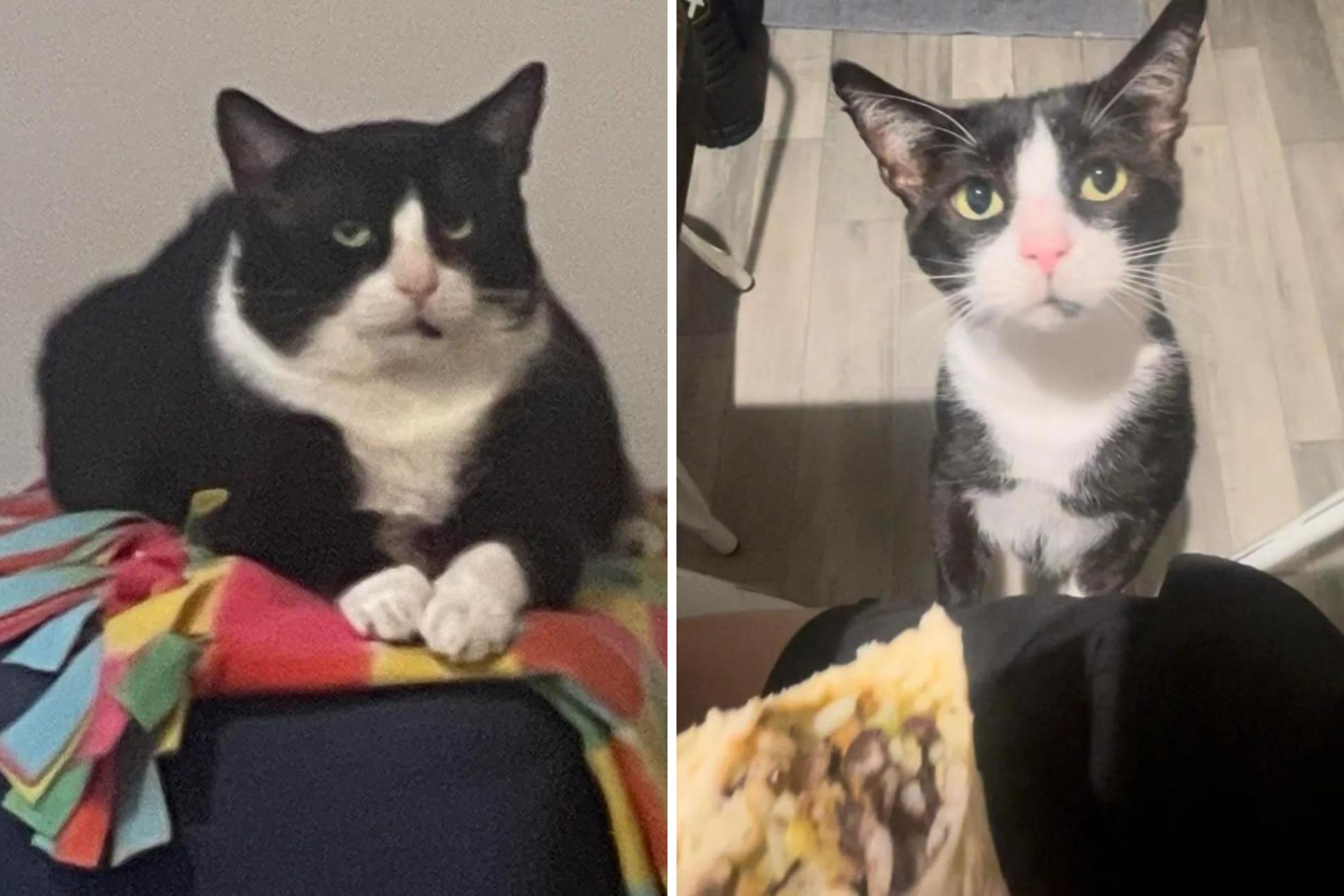 Baffled Owner Says Cat Looks Skinnier When Asking for Food: 'Shape ...