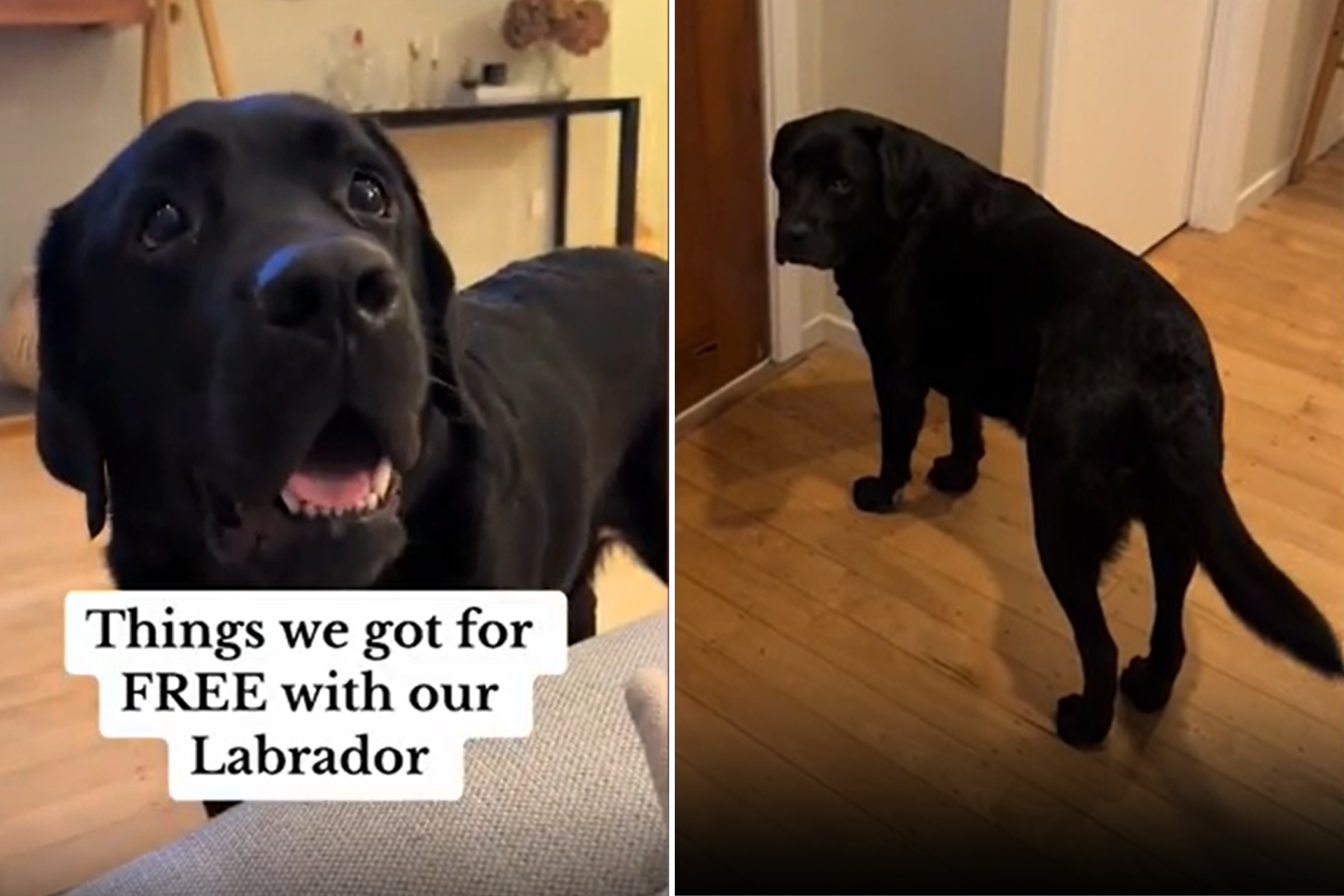 Laughter As Owner Reveals the 'Free' Services That Come With a Labrador ...