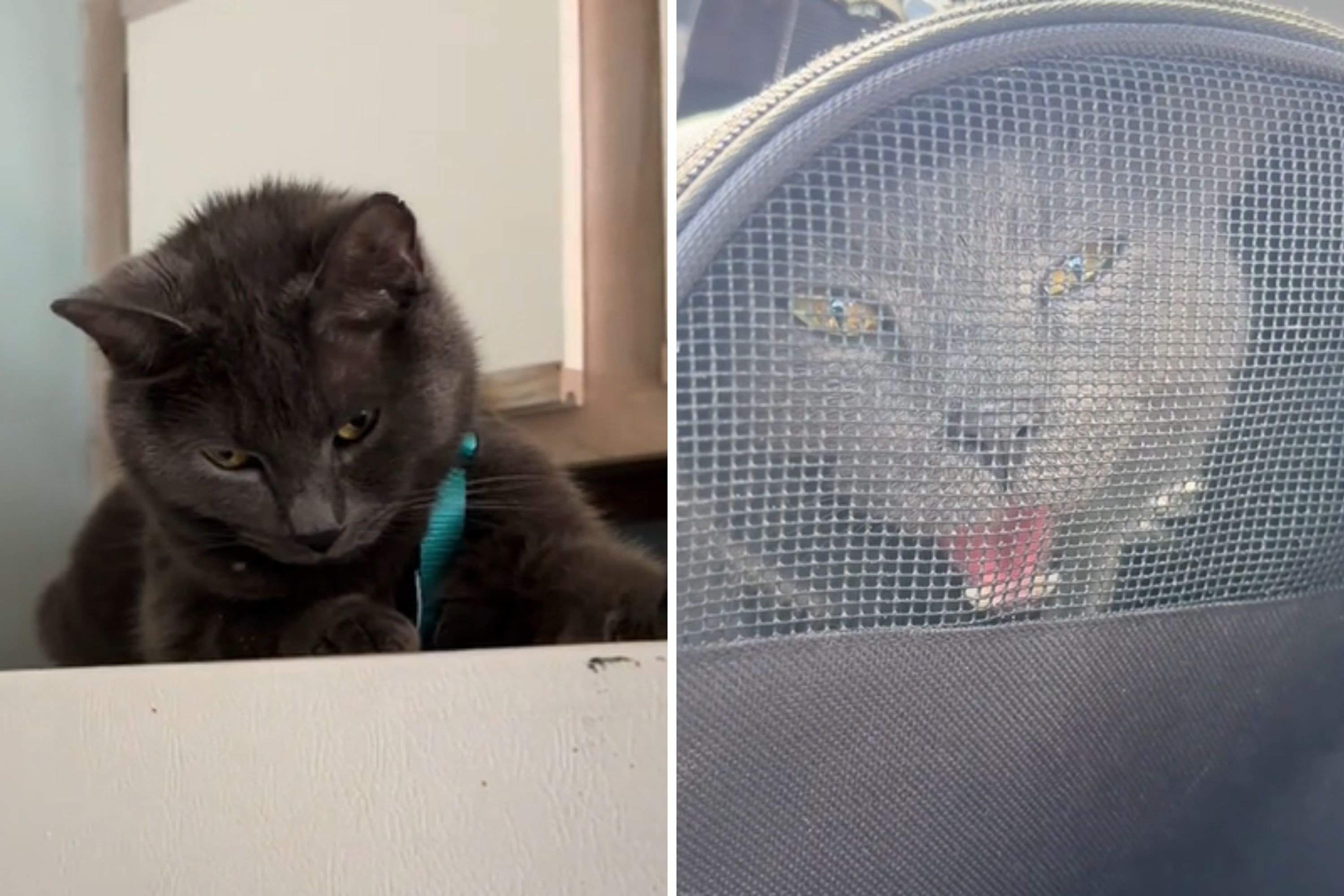 Cat Owner Films Moment the Drugs Kick in Ahead of 20-Hour Road Trip ...