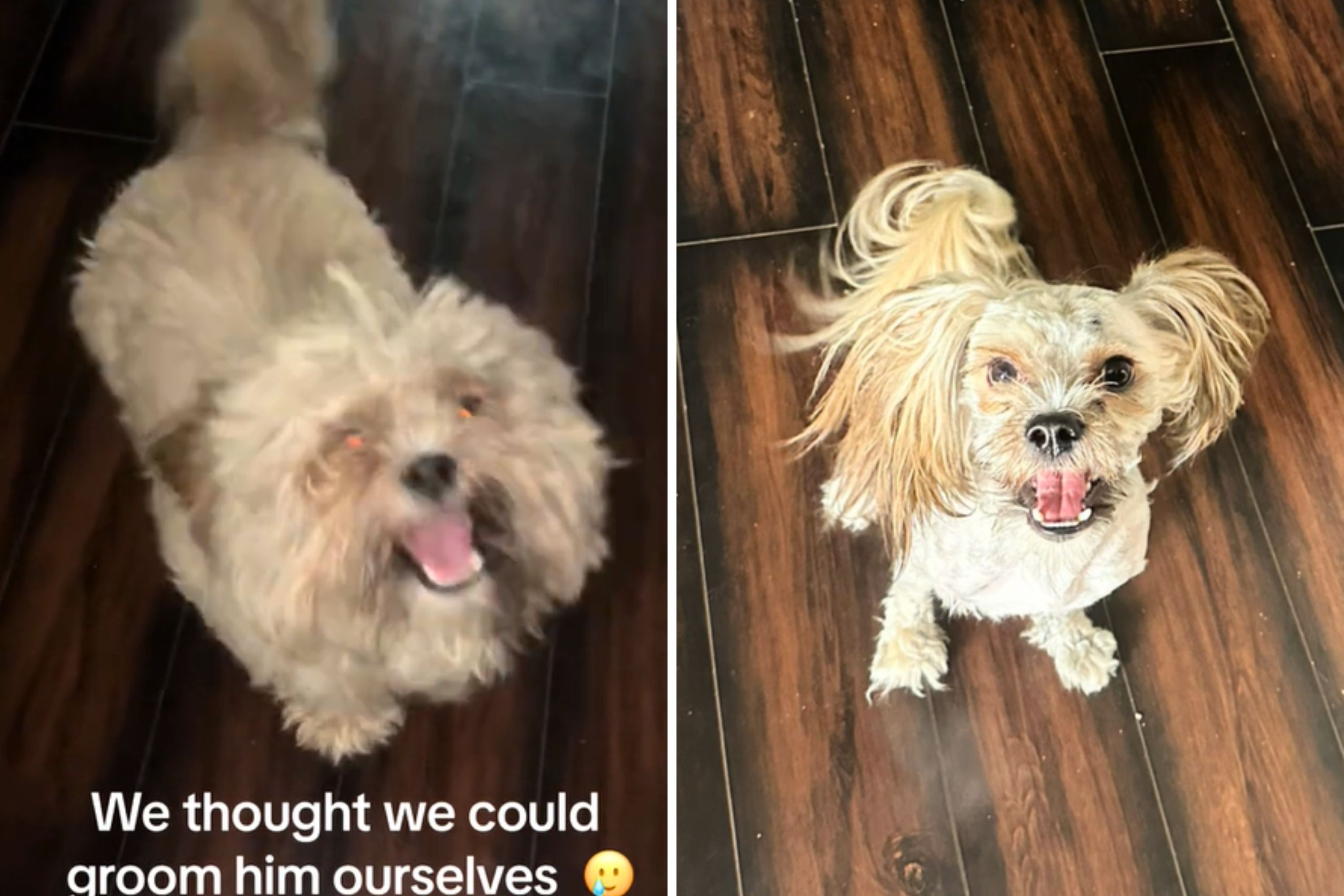 Dog Cleaning Memes Said Husky’s Best Friend’s Name While Grooming