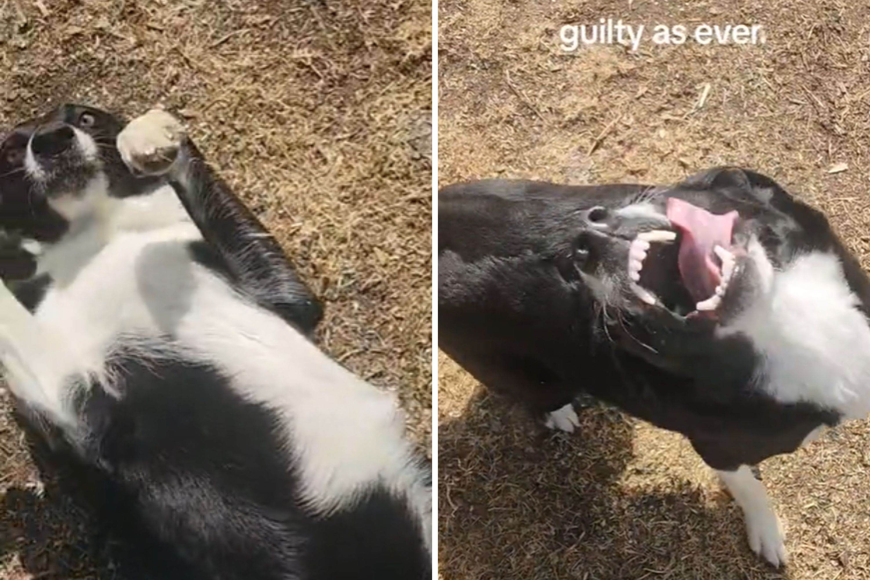 Watch 'Guilty as Ever' Dog Pull Out All the Stops To Try and Distract ...