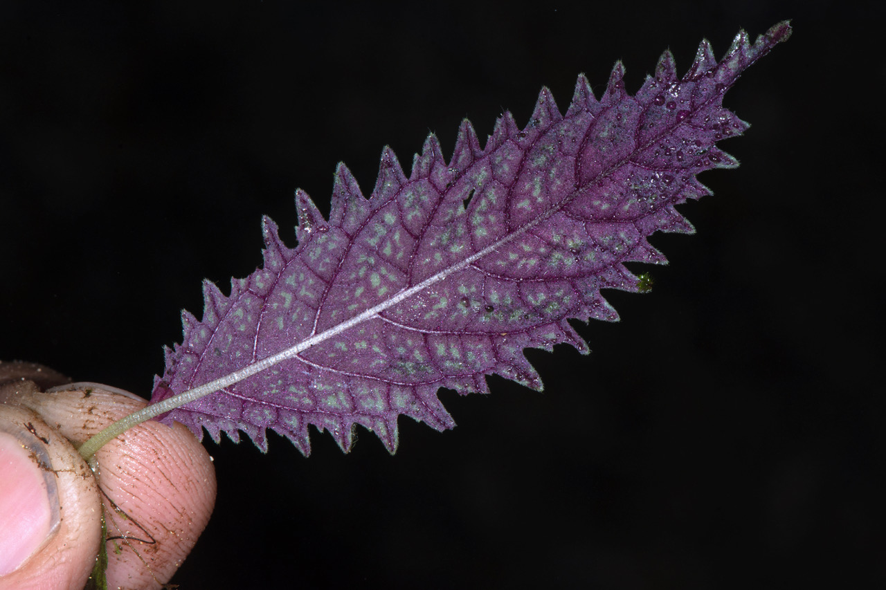 'Miraculous' Iridescent Plant Species Discovered on Mountain Slopes ...