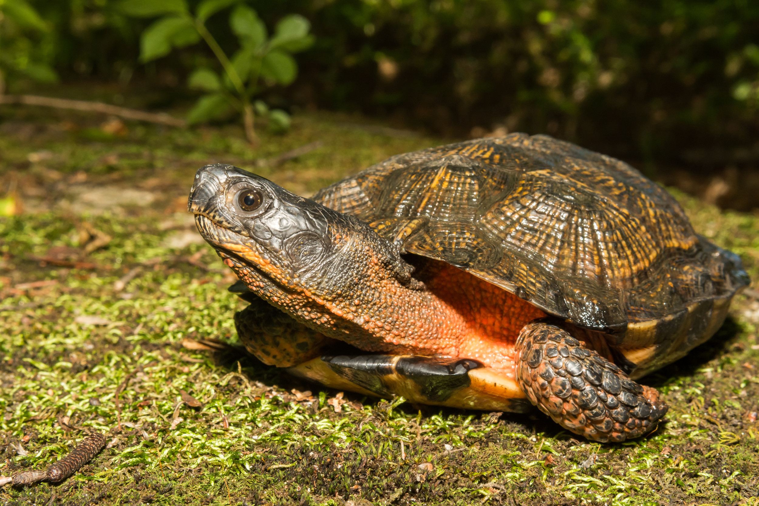 Turtle Gets Comfy in Woman's Backyard, Unprepared for What Happens Next ...