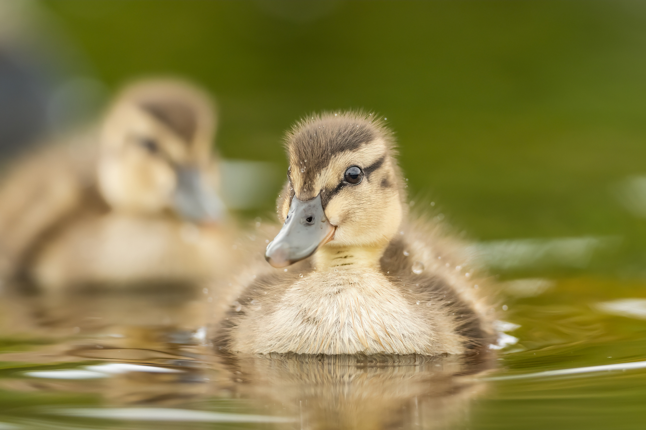 Man Raises Adorable Duckling From An Egg, Gets More Than He Bargained ...
