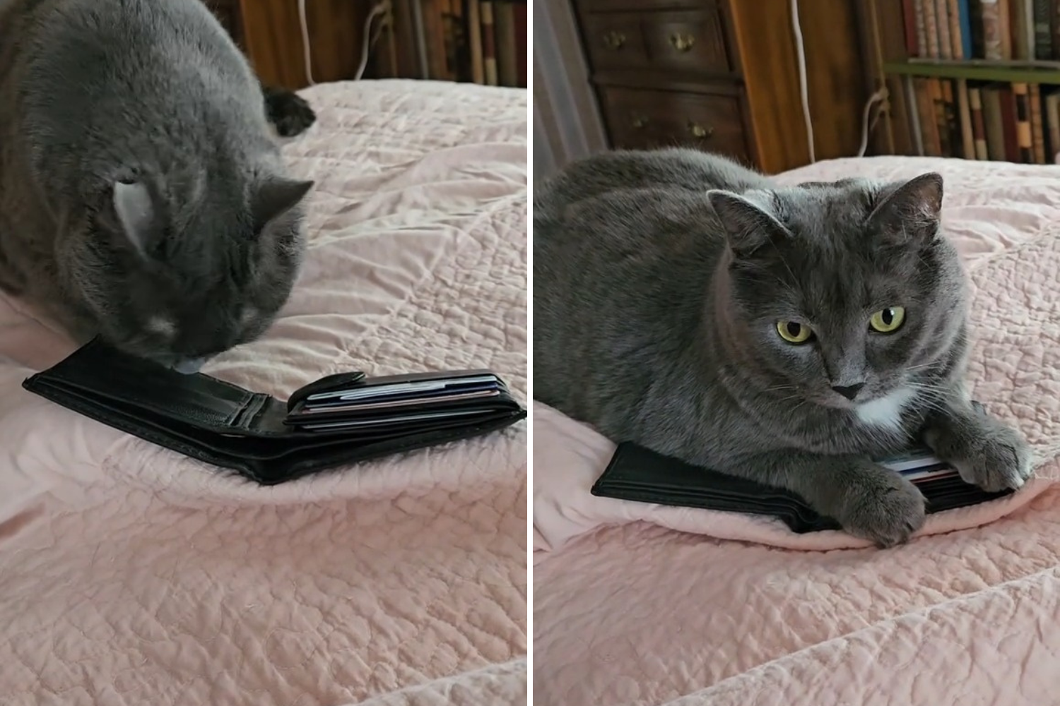 Tears at Cat's Heartbreaking Reaction to Late Owner's Wallet - Newsweek