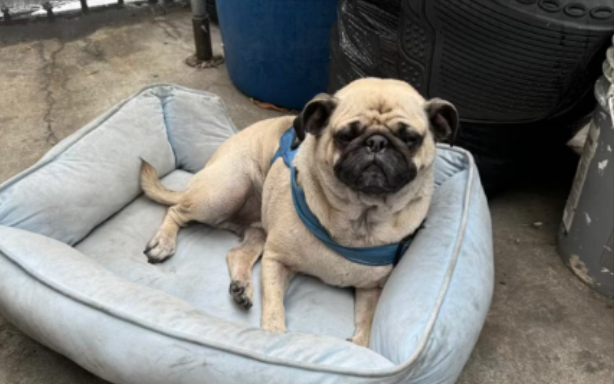 Woman Has Best Response to Pug Abandoned at Boyfriend's Work—'Welcome ...