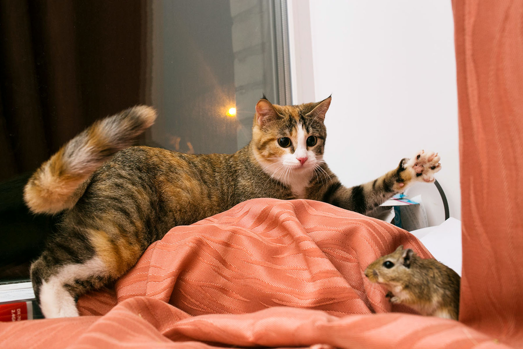 Woman Builds Escape Route To Help Mouse Evade Cat: 'Mission ...