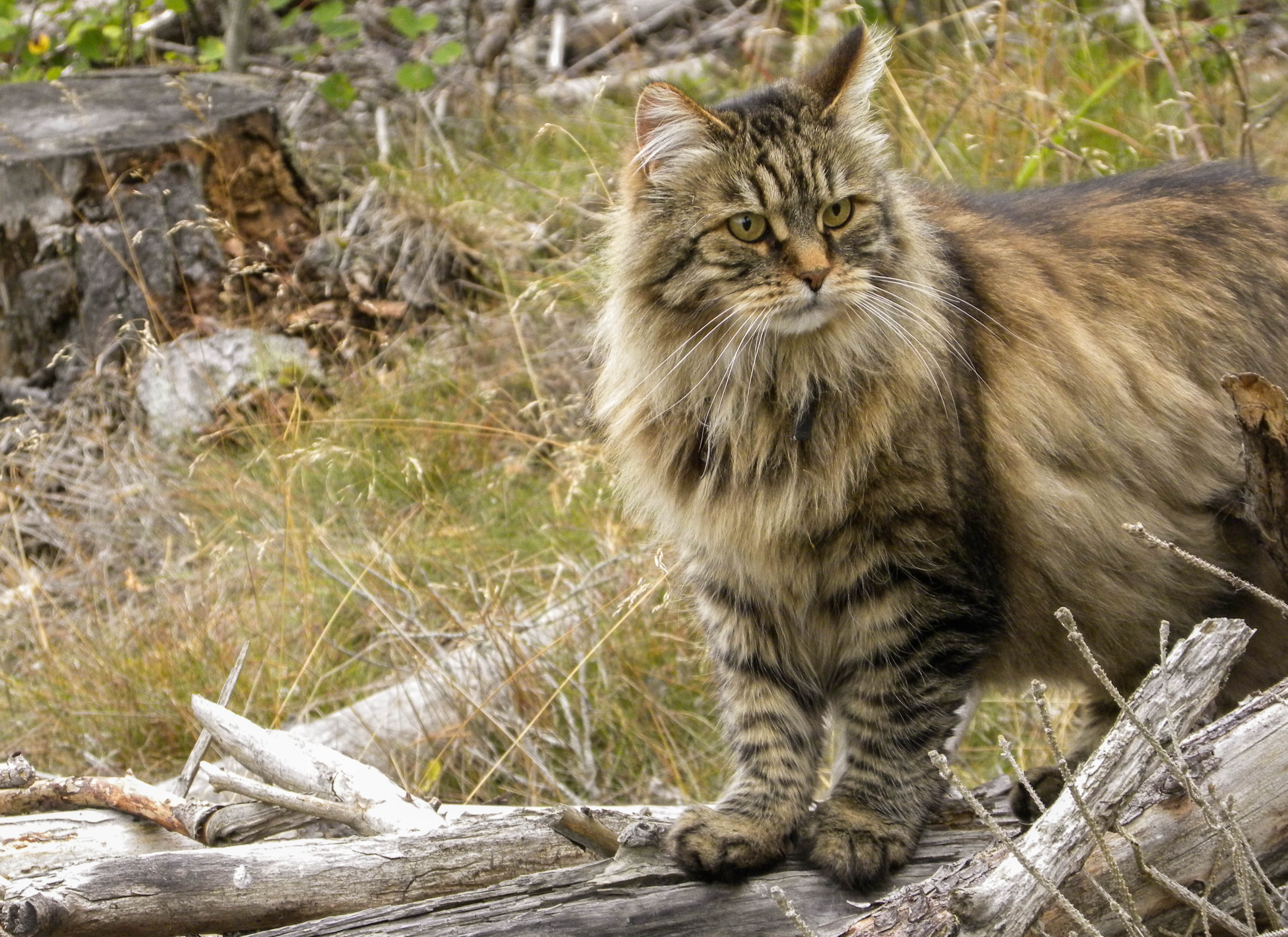 Woman Shares Chaos of Walking Her Siberian Forest Cat - Newsweek