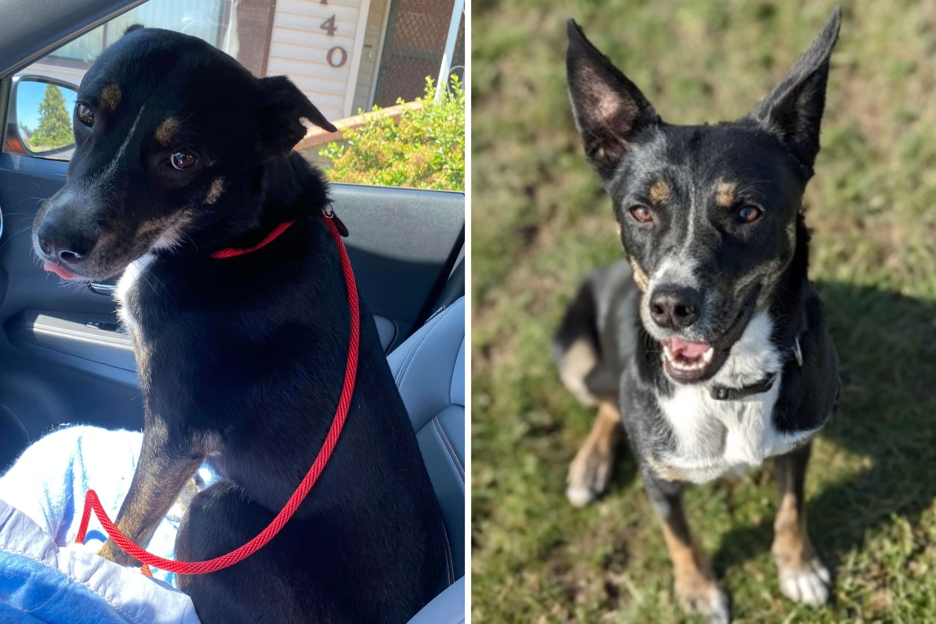 Moment Dog in Shelter for Over 2 Years Finally Finds Forever Home ...