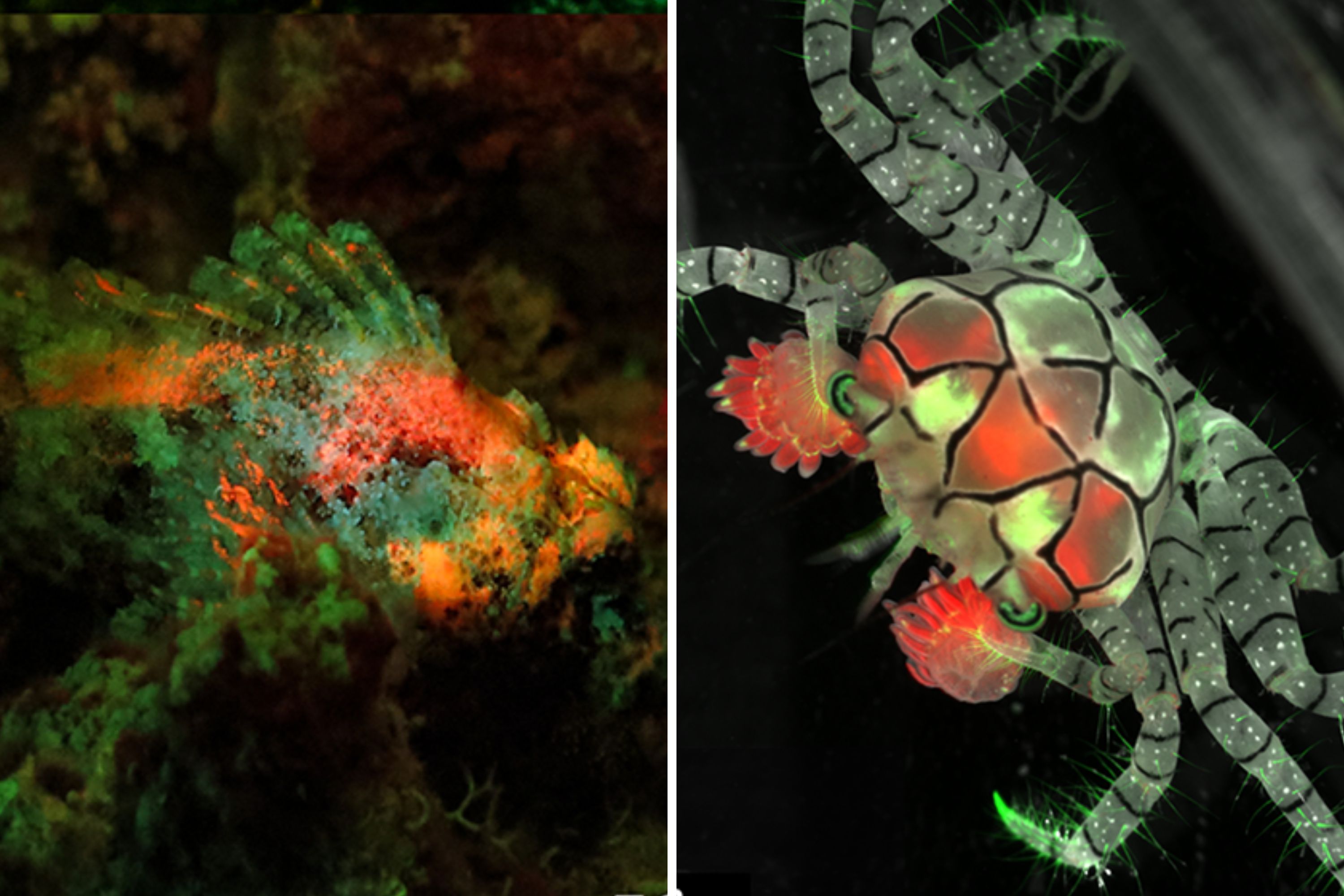 Stunning Images Show Sea Creatures Discovered Glowing for First Time ...