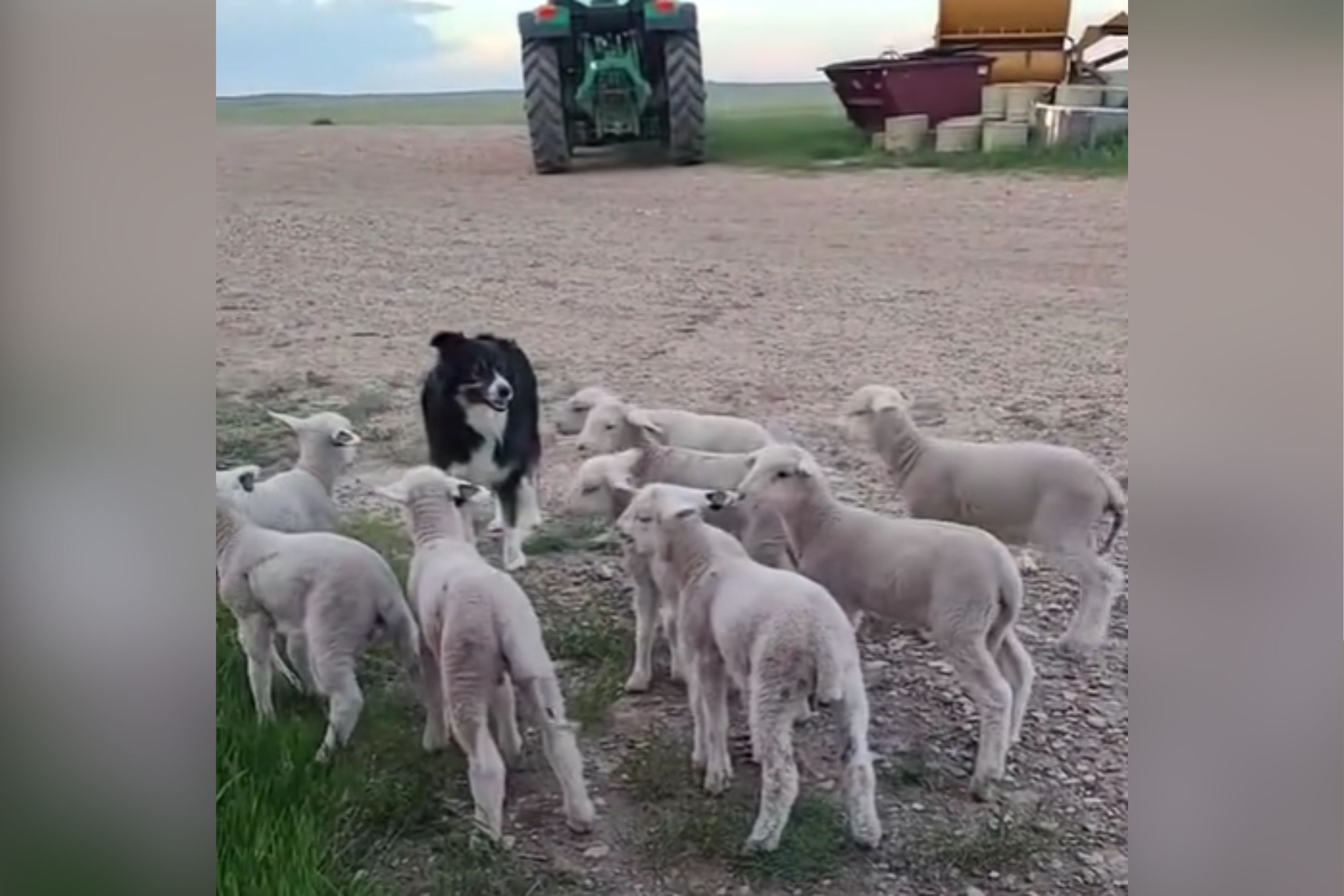 Internet in Stitches at How Border Collie Herds Lambs With 'Zero Effort ...
