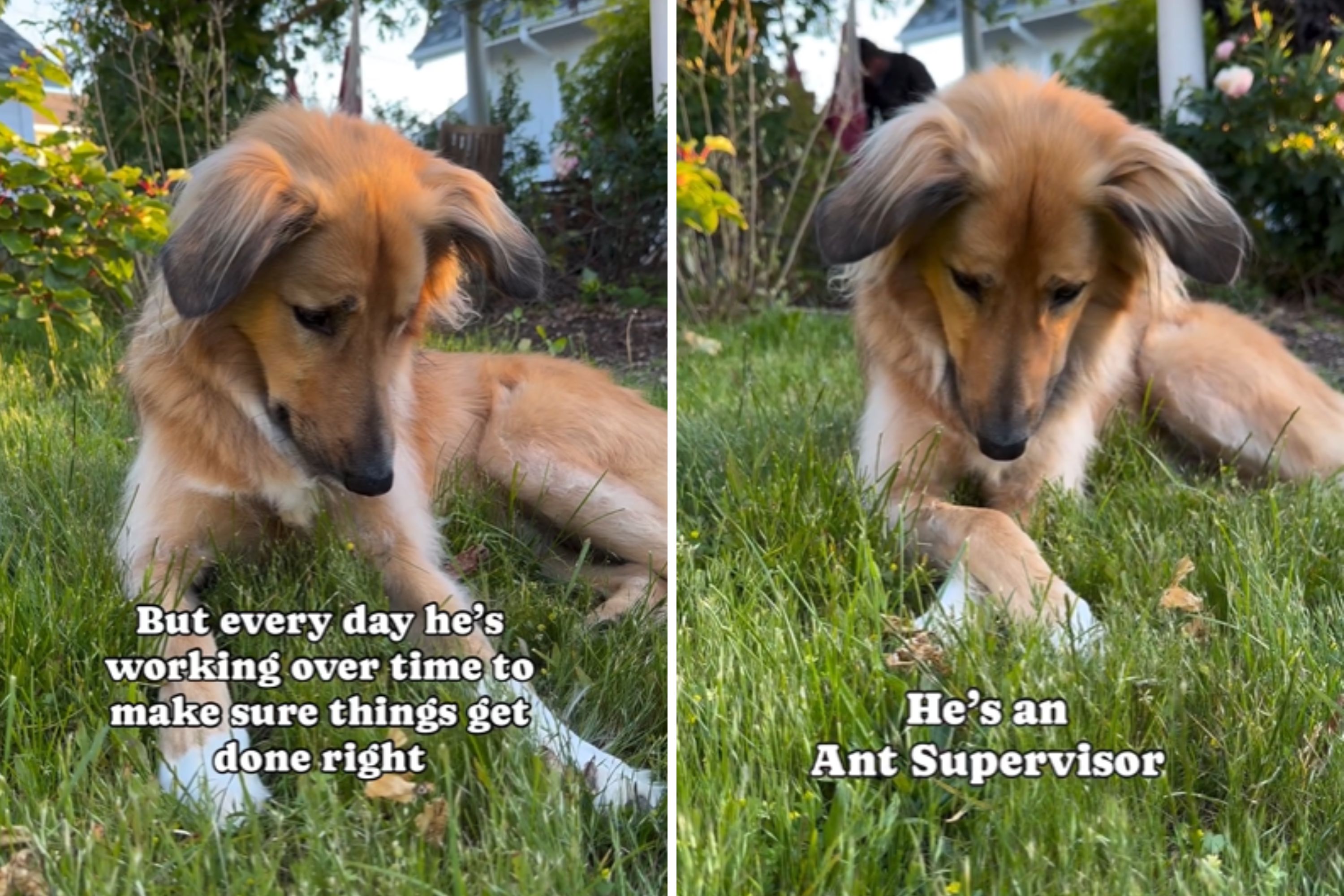 Rescue Dog Takes On Big Responsibility in Forever Home: 'Working ...