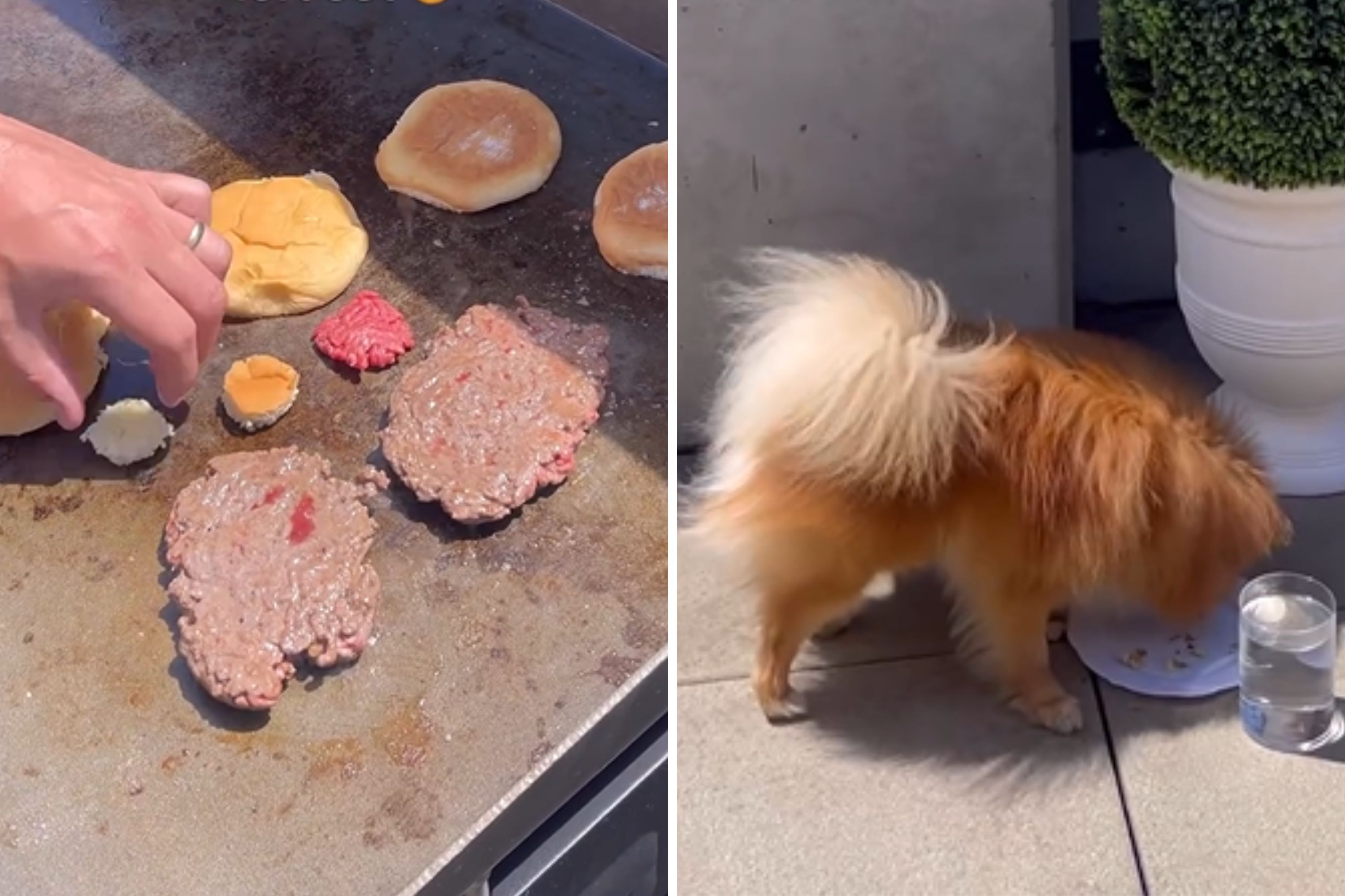 Owners Make Special BBQ Cookout for Pomeranian So He Doesn't Feel Left ...
