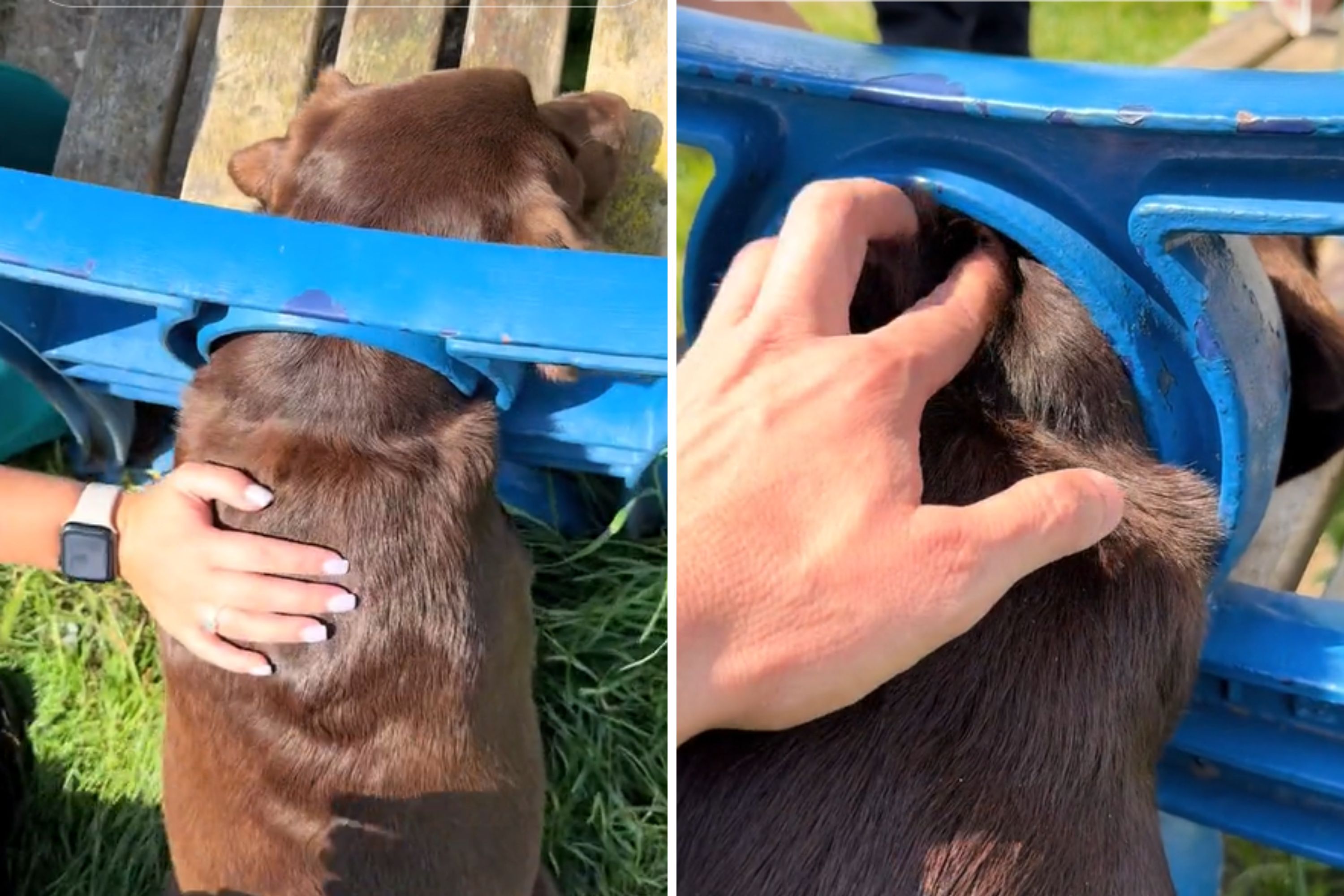 Happy Ending for Labrador Who Got Her Head Stuck in a Bench: 'Terrified ...