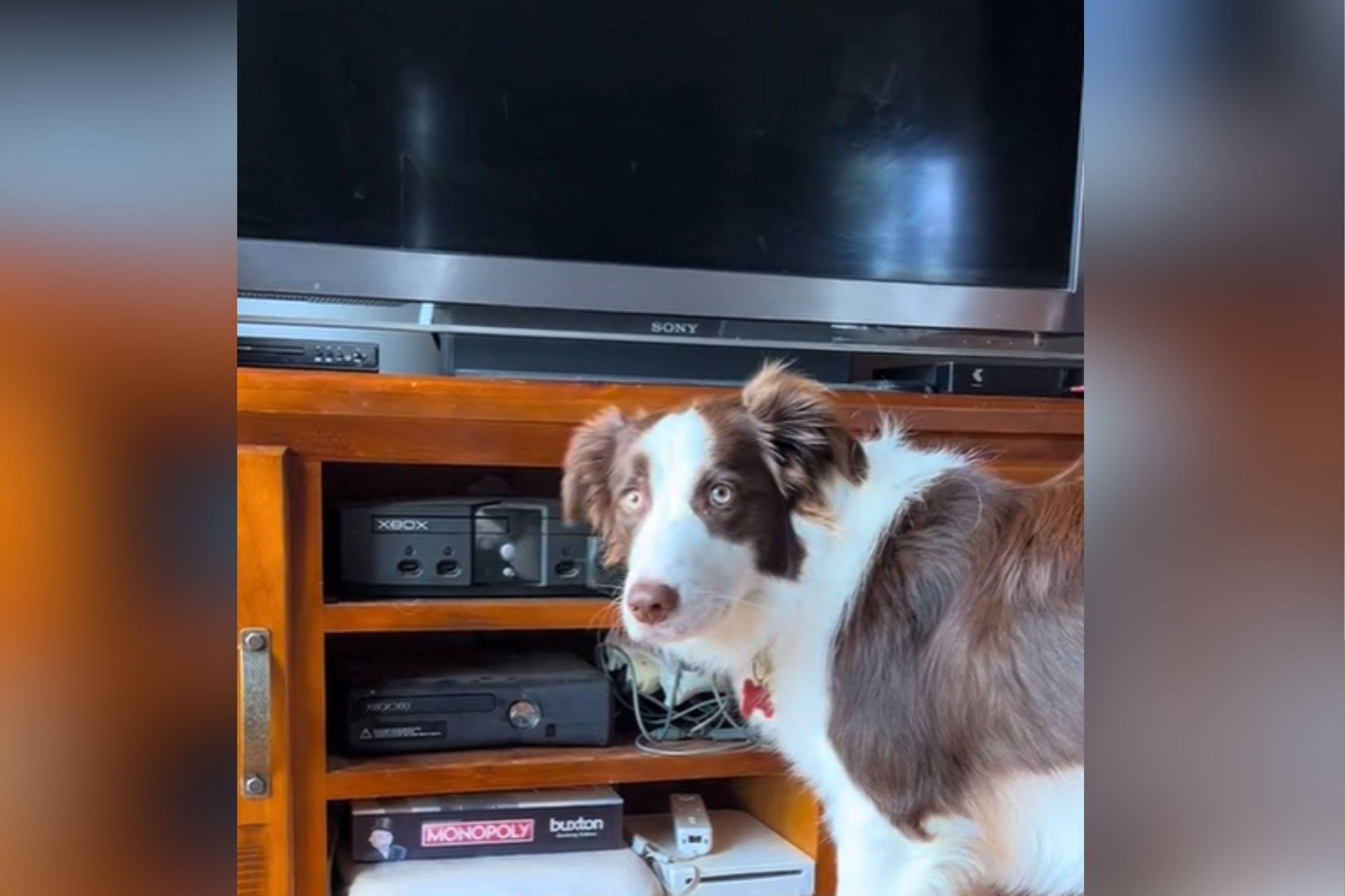 Dog Tries To Turn the TV On, Throws Tantrum When He Doesn't Get His Way ...