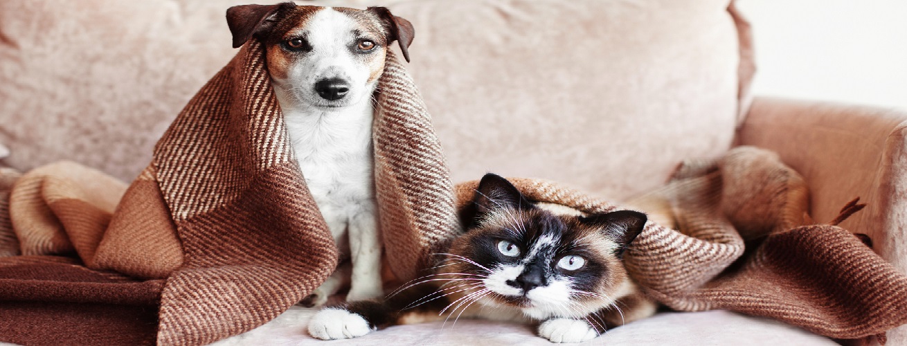 Best Pet Boarding Service Newsweek