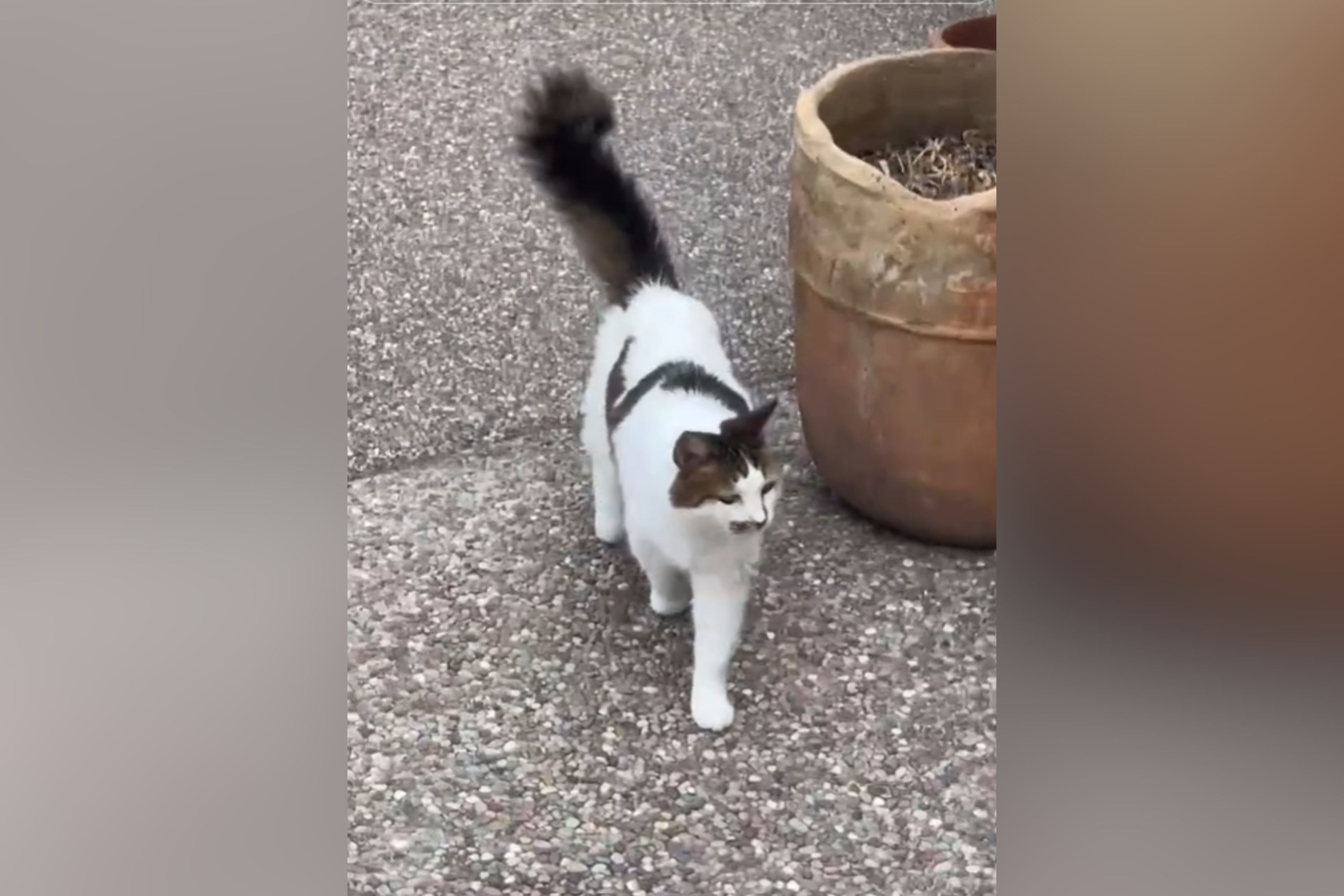 Family Has Rat Problem, 17-Year-Old Cat "Takes Matters Into Her Own ...