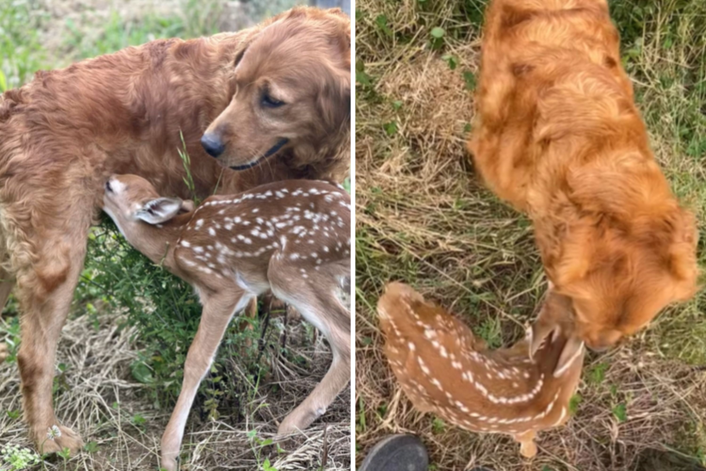 Dog And Deer Aggressive Esquimalt Deer Likely Protecting Fawn New